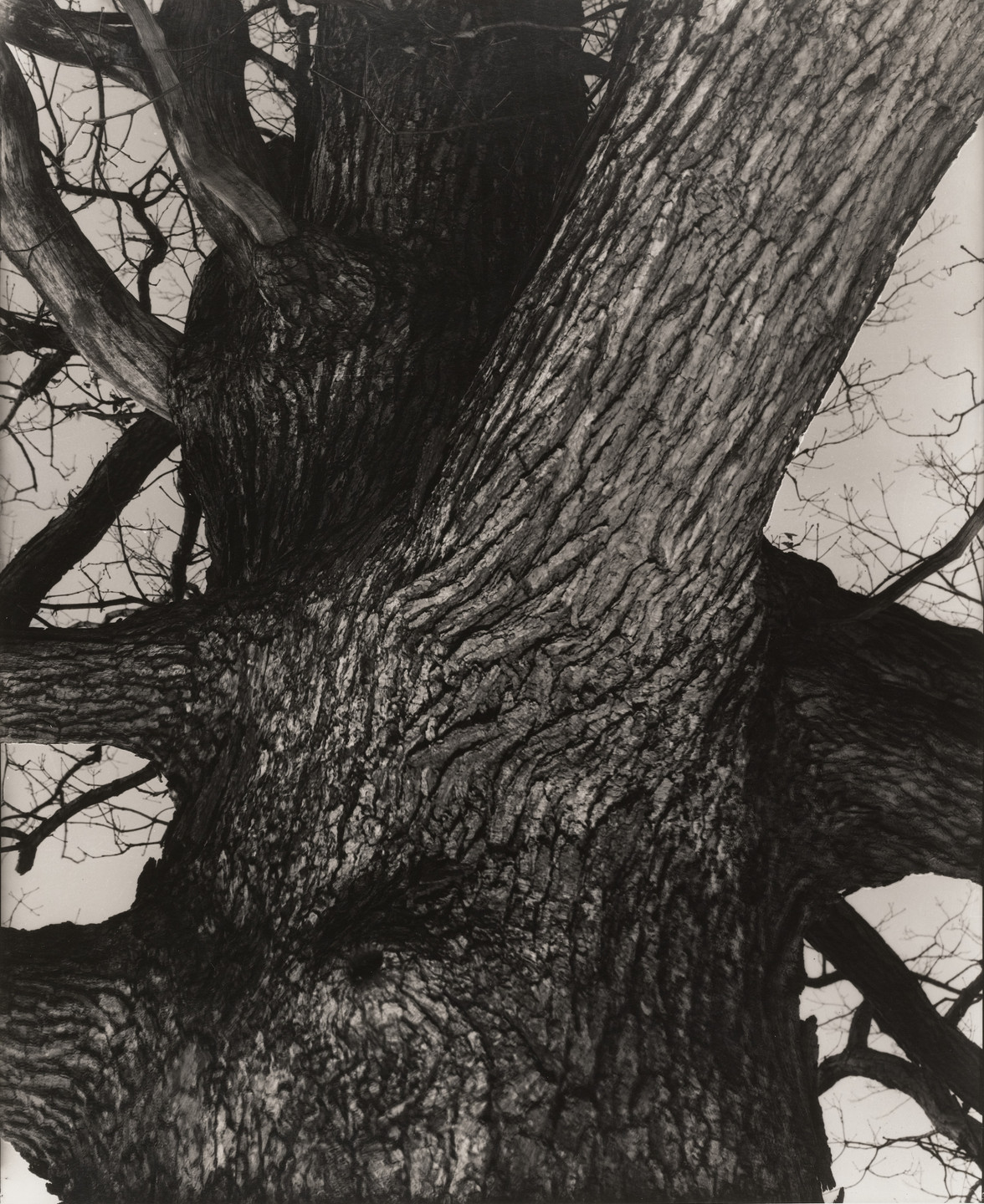 Edward Steichen. Venerable Tree Trunk, Connecticut. 1932 | MoMA