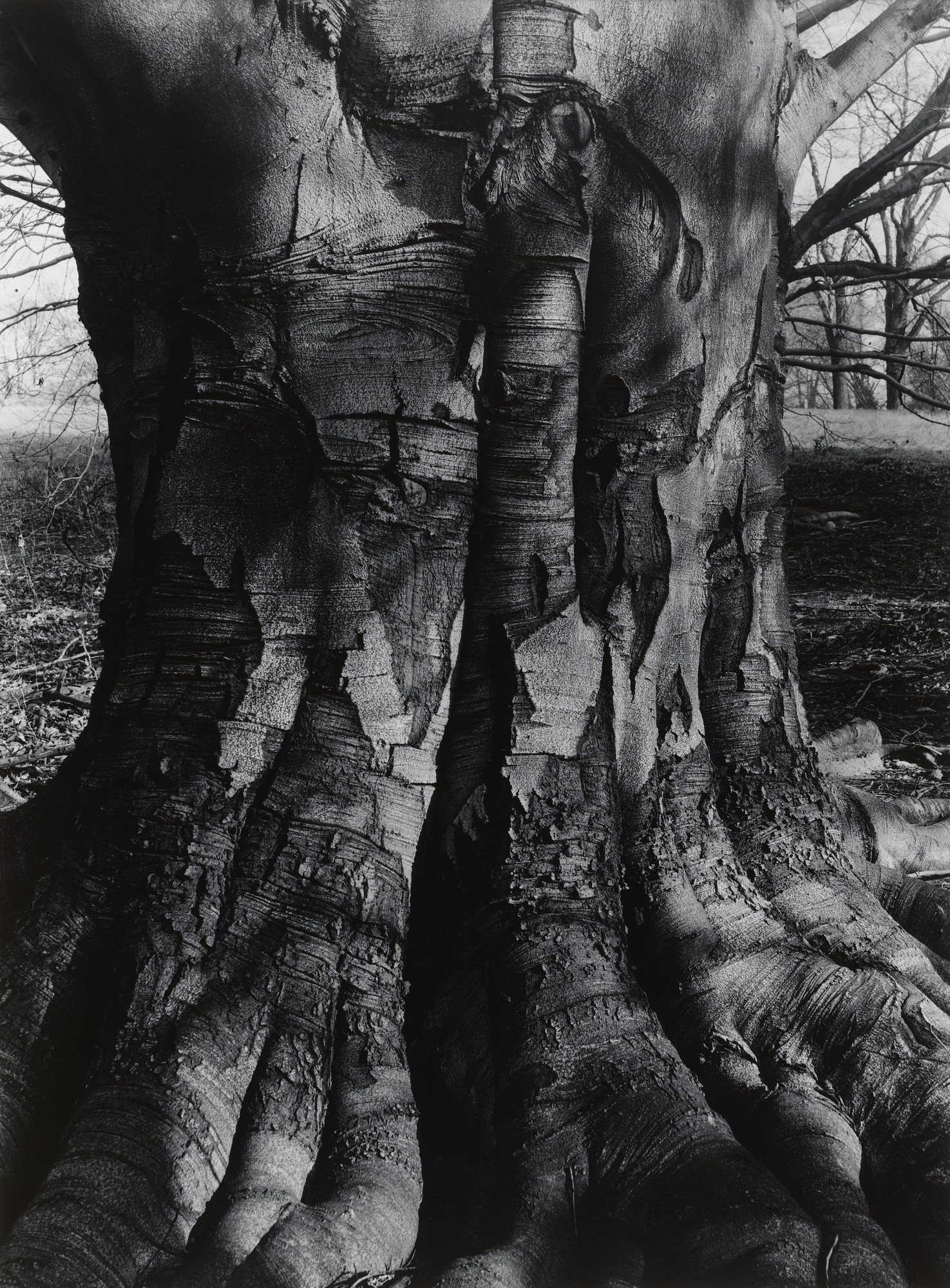 Barbara Morgan. Beech Tree I. 1945 | MoMA