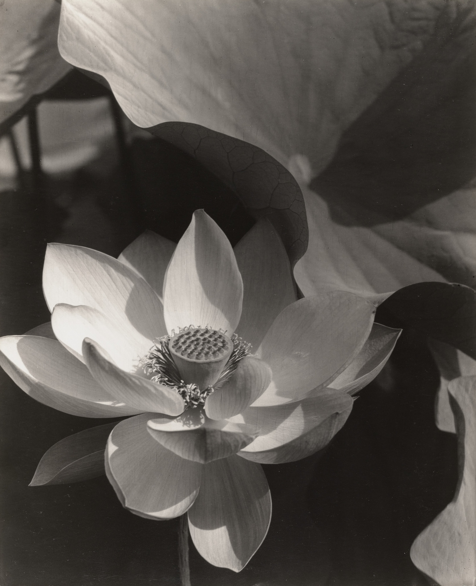 Edward Steichen. Lotus, Mount Kisco, New York. 1915 | MoMA