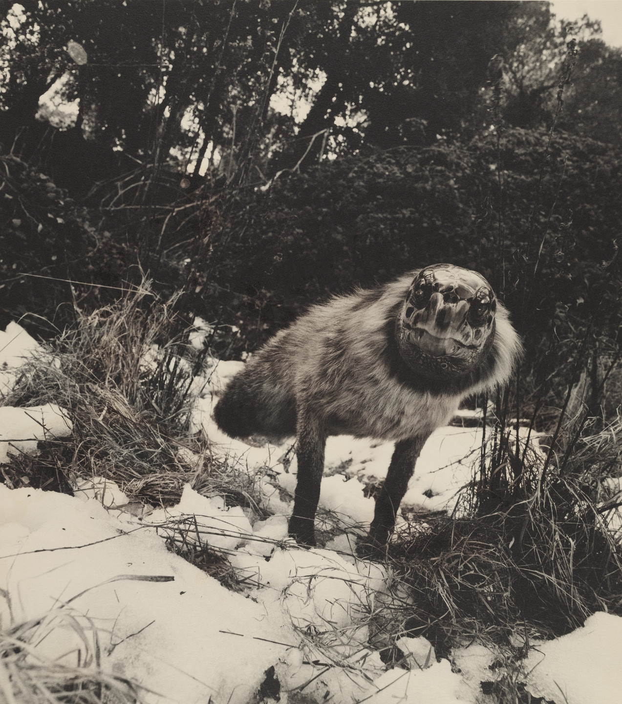 Joan Fontcuberta, Pere Formiguera. Alopex Stultus. 1985-88 | MoMA