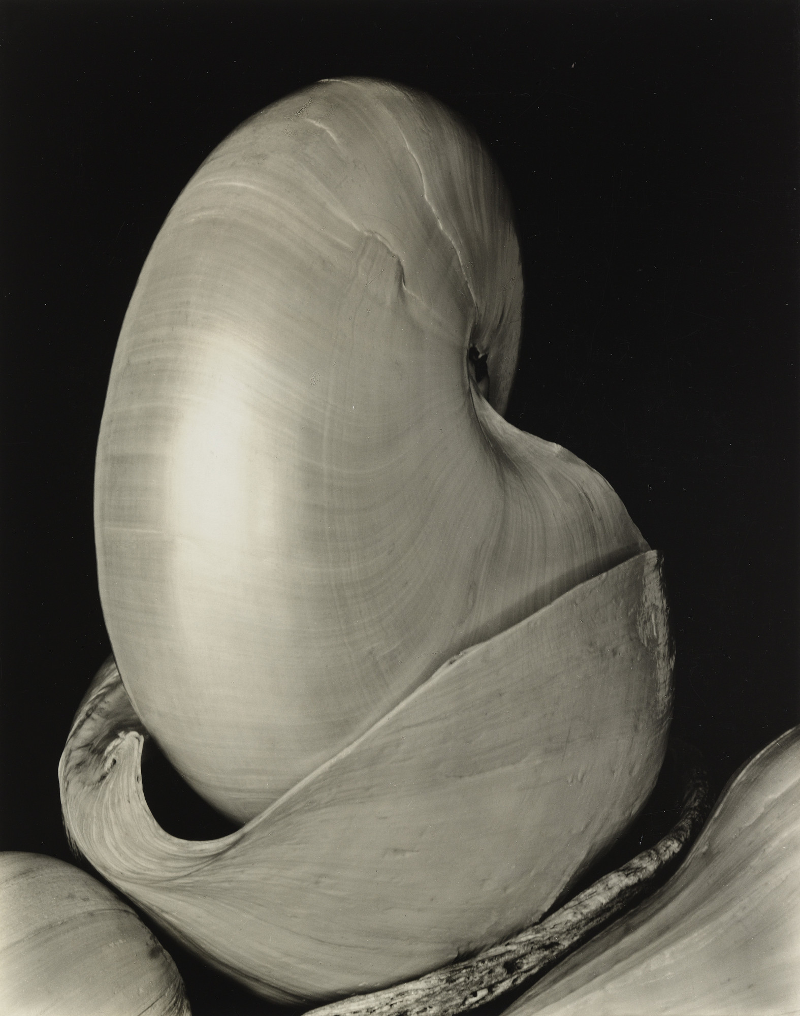 Edward Weston. Shells. 1927 | MoMA