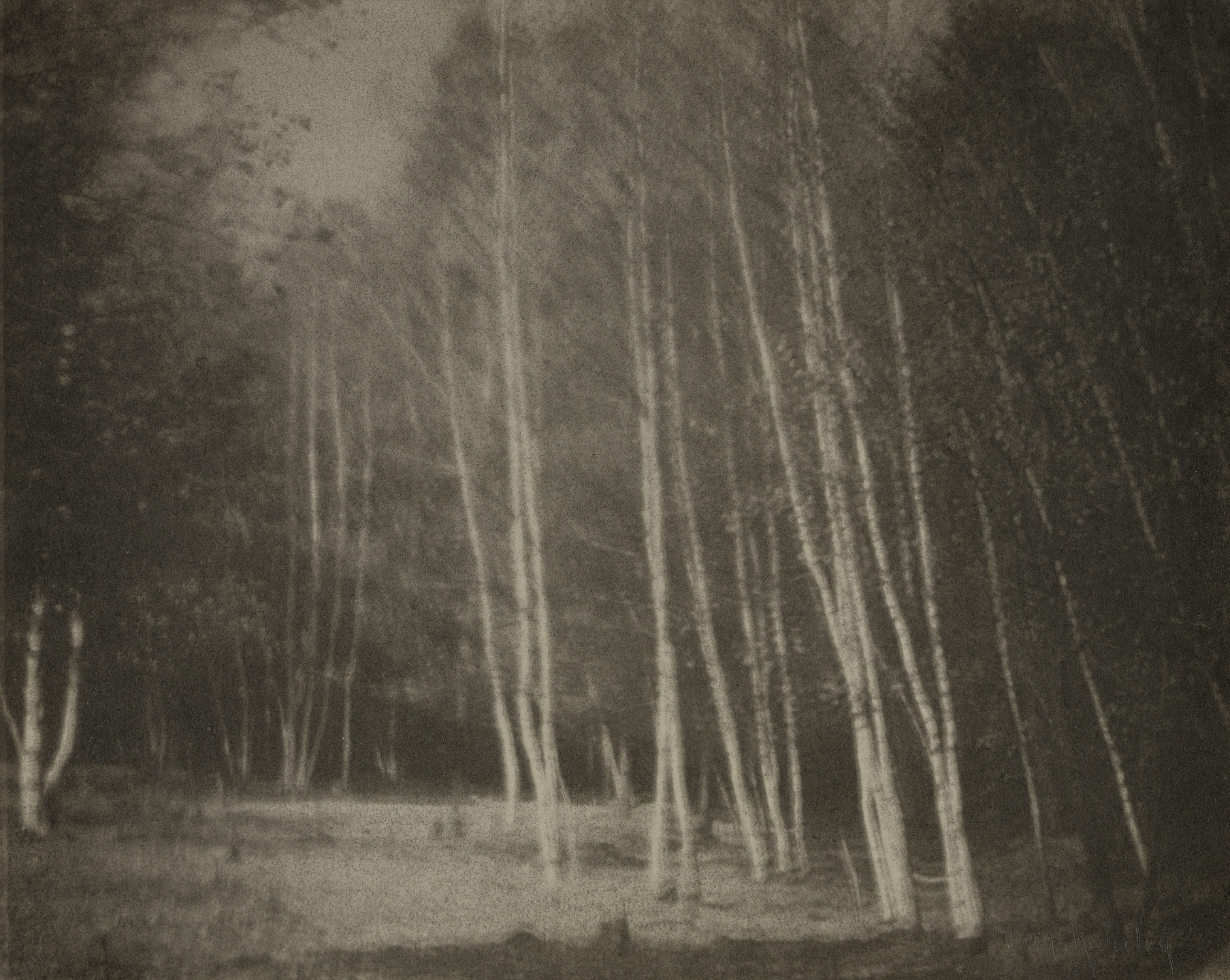 George H. Seeley. Landscape with Birch Trees. 1910s | MoMA