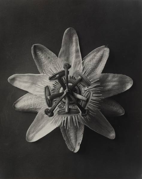 Karl Blossfeldt | MoMA