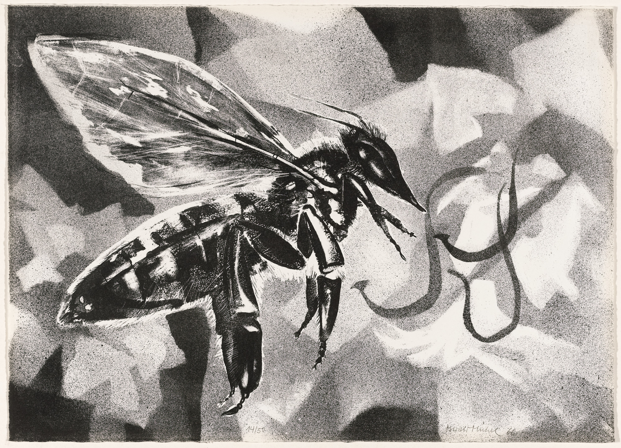 Oswald Michel. Plate (folio 5) from The Bee (Die Biene). 1966 | MoMA