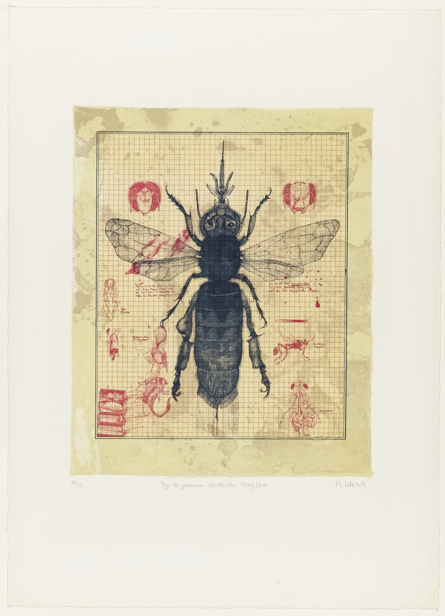 Reiner Schwarz. Plate (folio 8) from The Bee (Die Biene). (Print ...