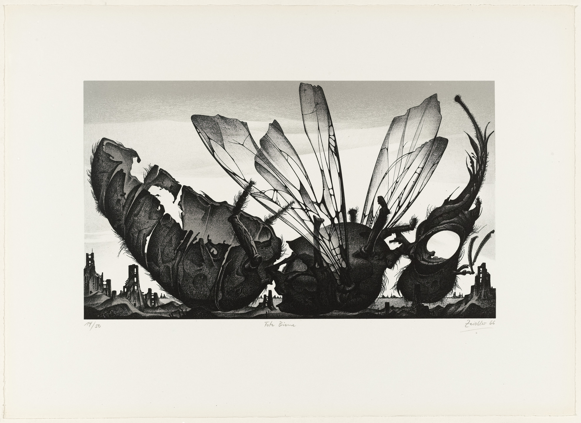 Hans J. Zeidler. Dead Bee (plate, folio 9) from The Bee (Die Biene ...