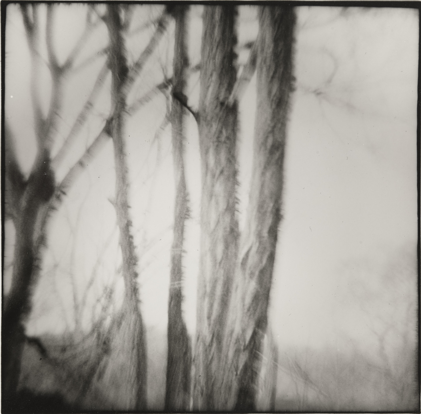 Nancy Rexroth. Pictorial Tree, Galapolis, Ohio. 1971 | MoMA