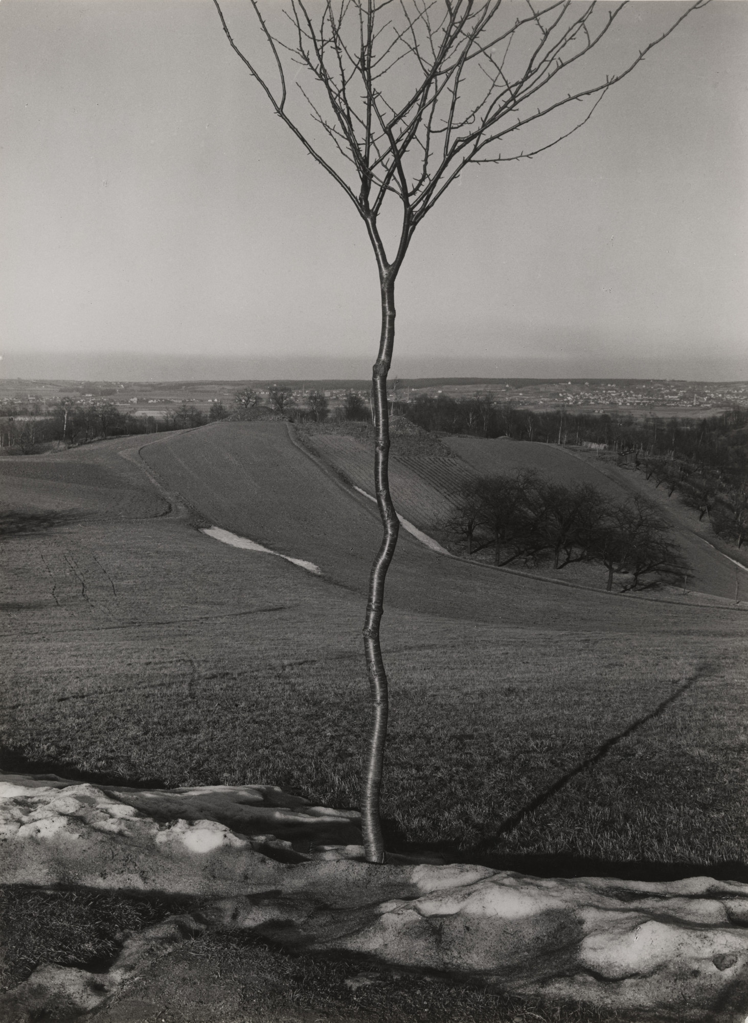 Albert Renger-Patzsch | MoMA