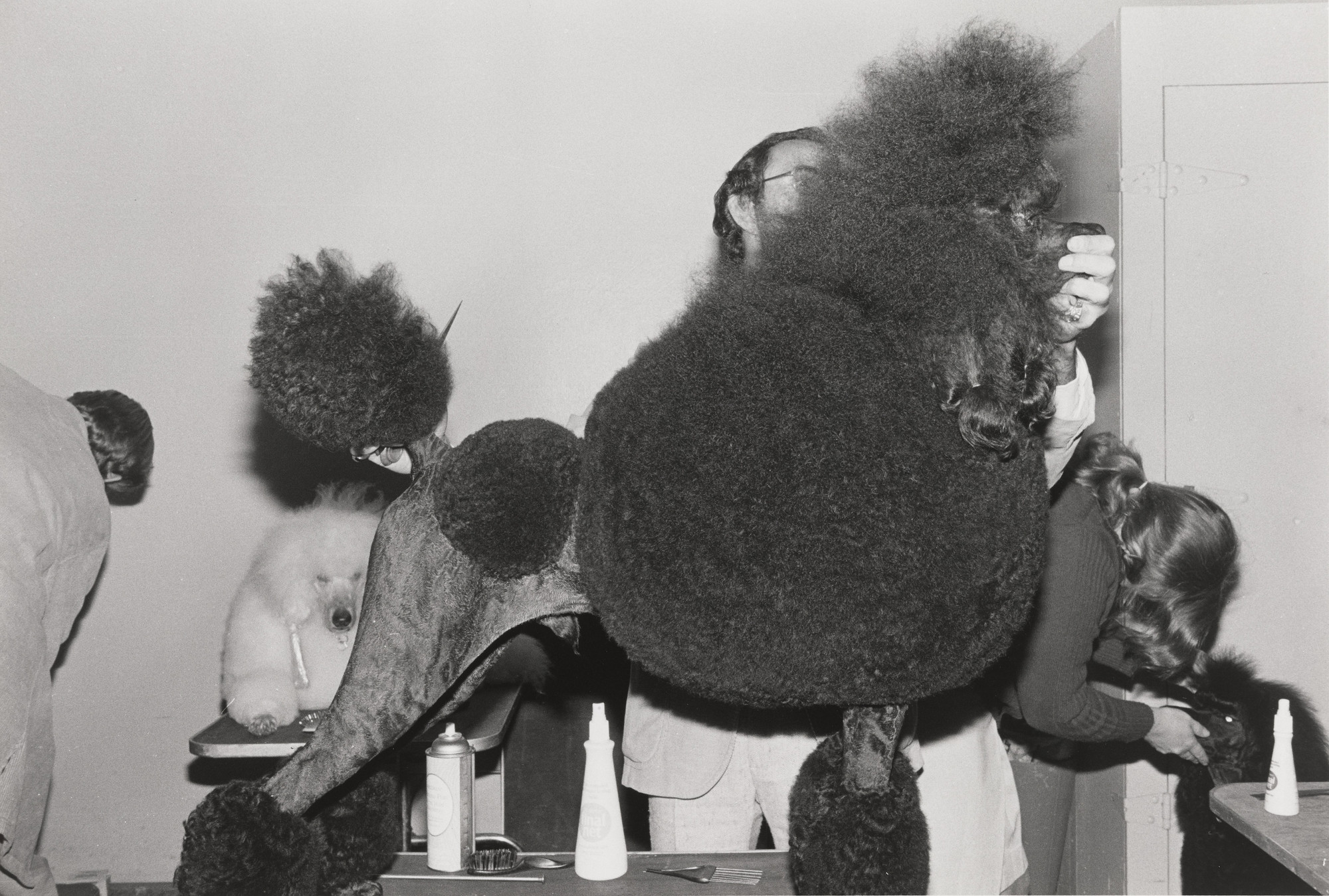 Henry Wessel, Jr.. Dog. 1981 | MoMA