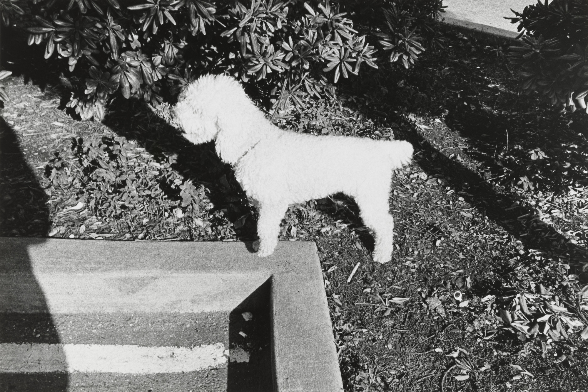 Henry Wessel, Jr.. Dog. 1973 | MoMA