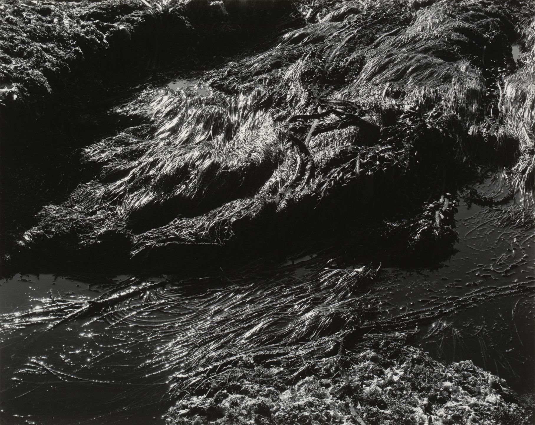 Edward Weston. Wet Kelp, Point Lobos. 1938 | MoMA
