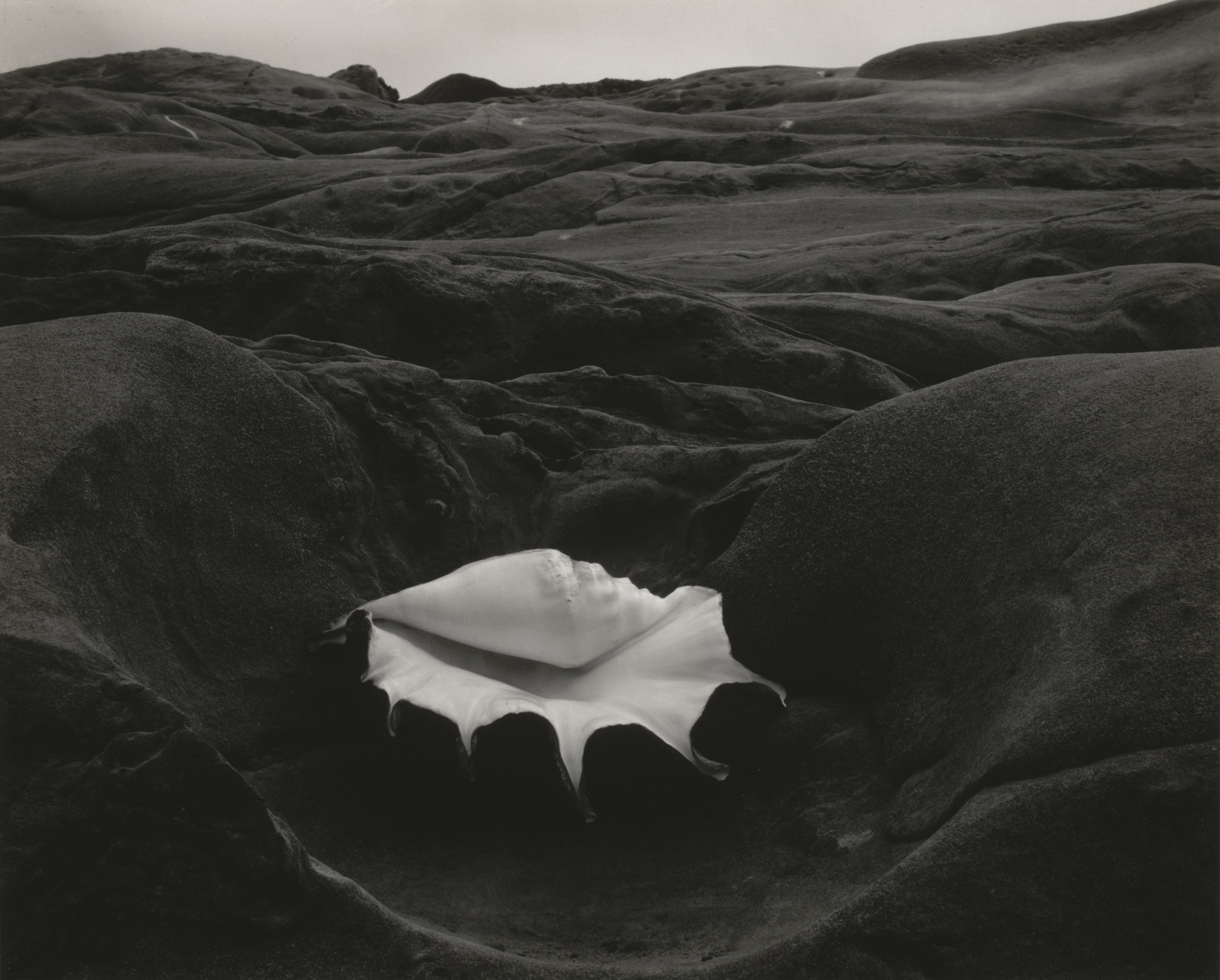 Edward Weston. Shell and Rock Arrangement. 1931 | MoMA
