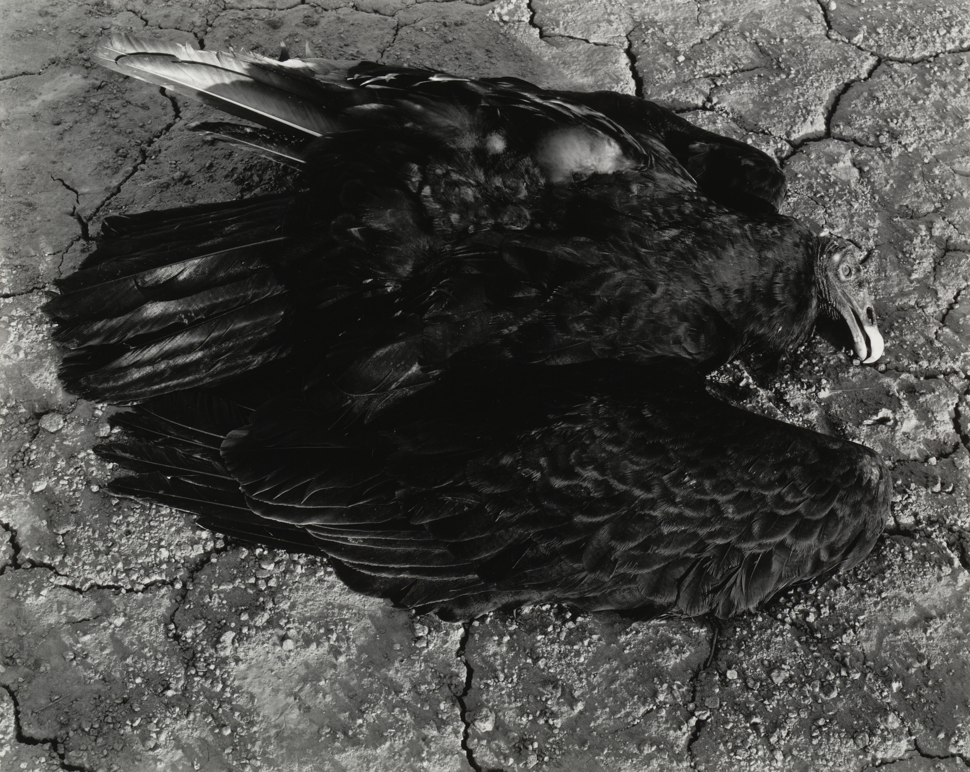 Edward Weston. Buzzard, Mojave Desert. 1937 | MoMA