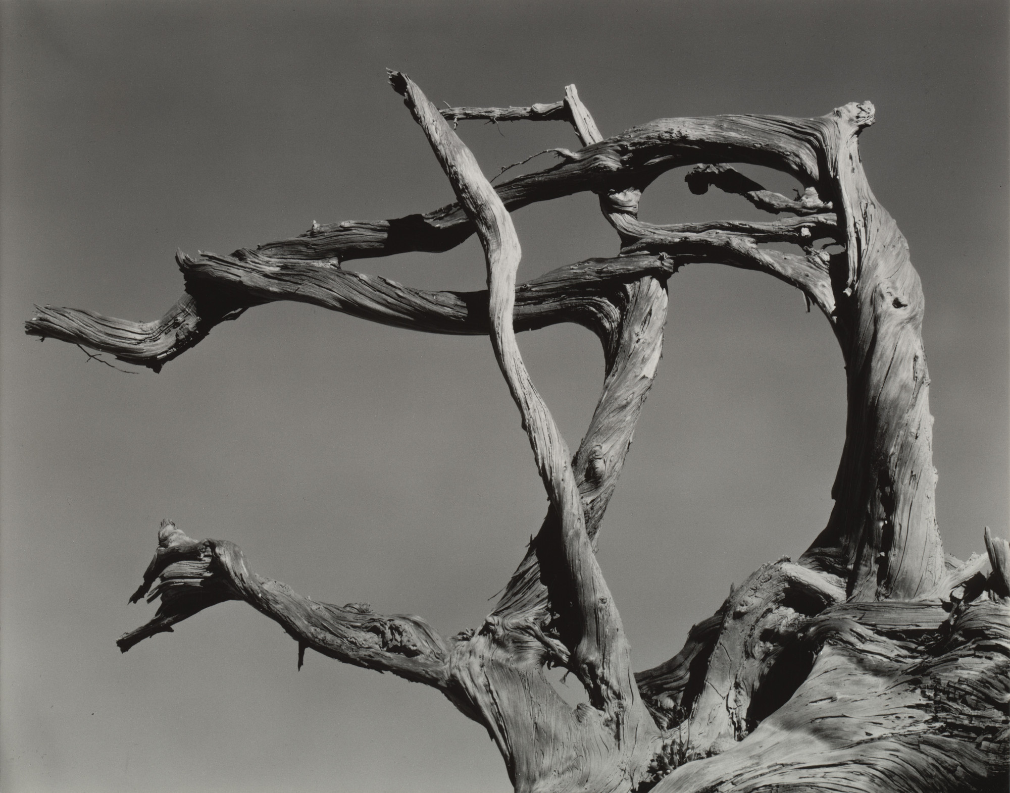 Edward Weston. Uprooted Cypress, Point Lobos. 1934 | MoMA