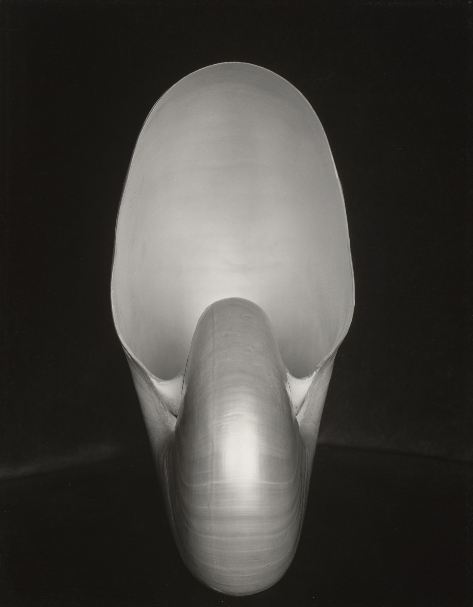 Edward Weston. Shell. 1927 | MoMA