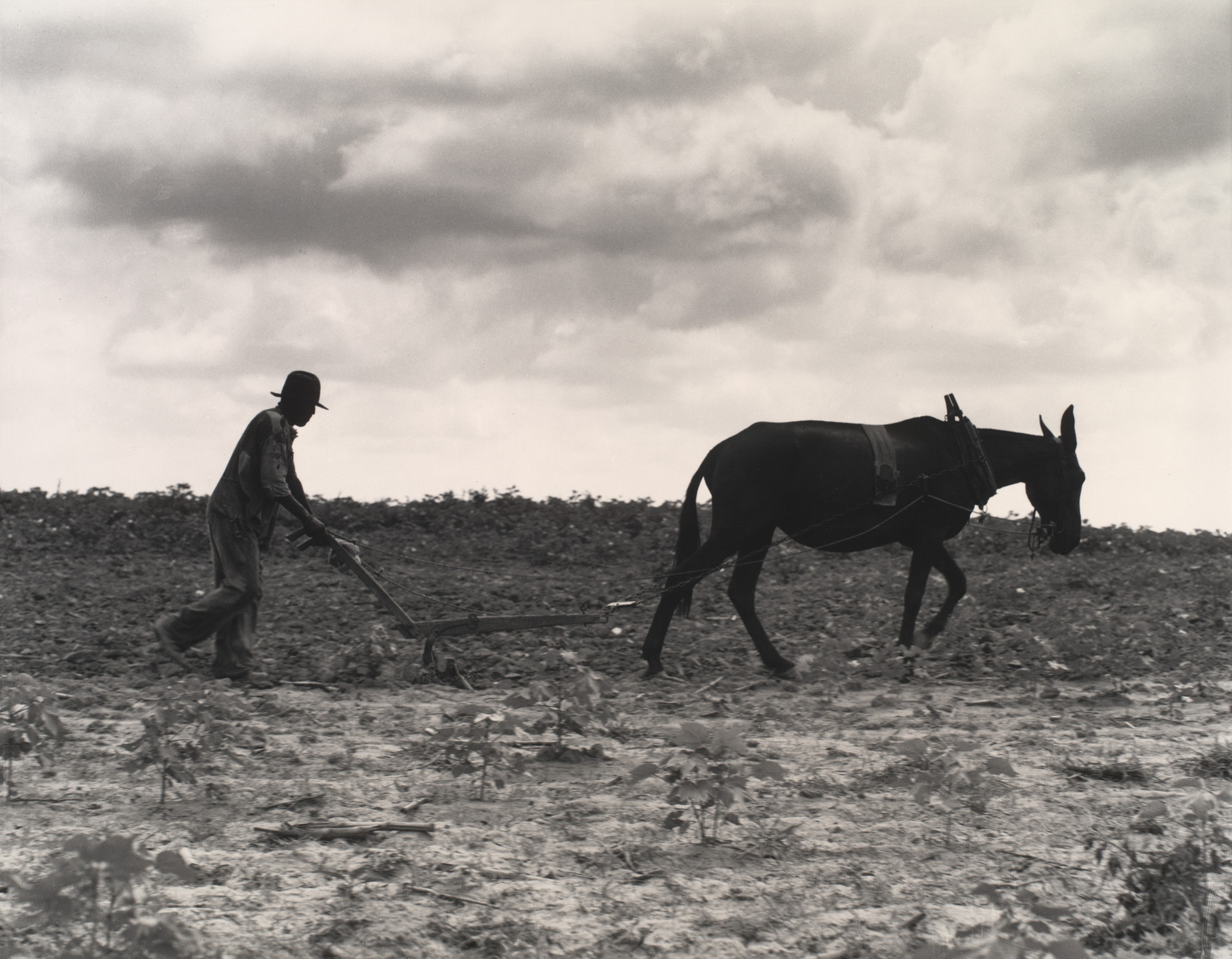 Dorothea Lange. One Man, One Mule, Greene County, Georgia. July 1937 | MoMA