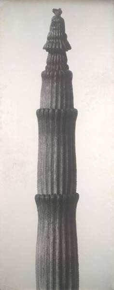 Karl Blossfeldt | MoMA