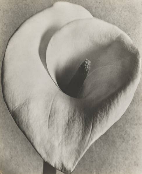 Tina Modotti | MoMA