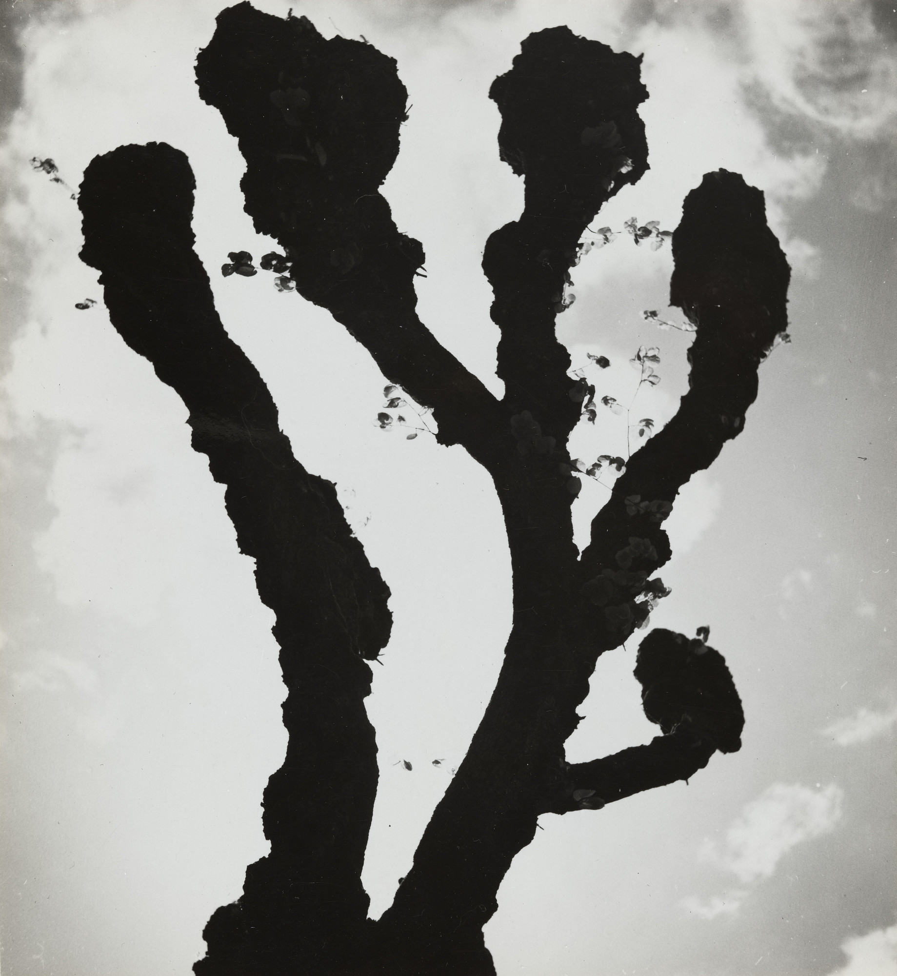 Marcel Bovis. Tree. 1937 | MoMA