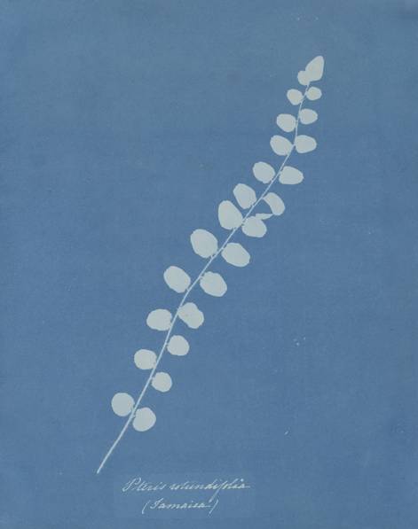 Anna Atkins | MoMA