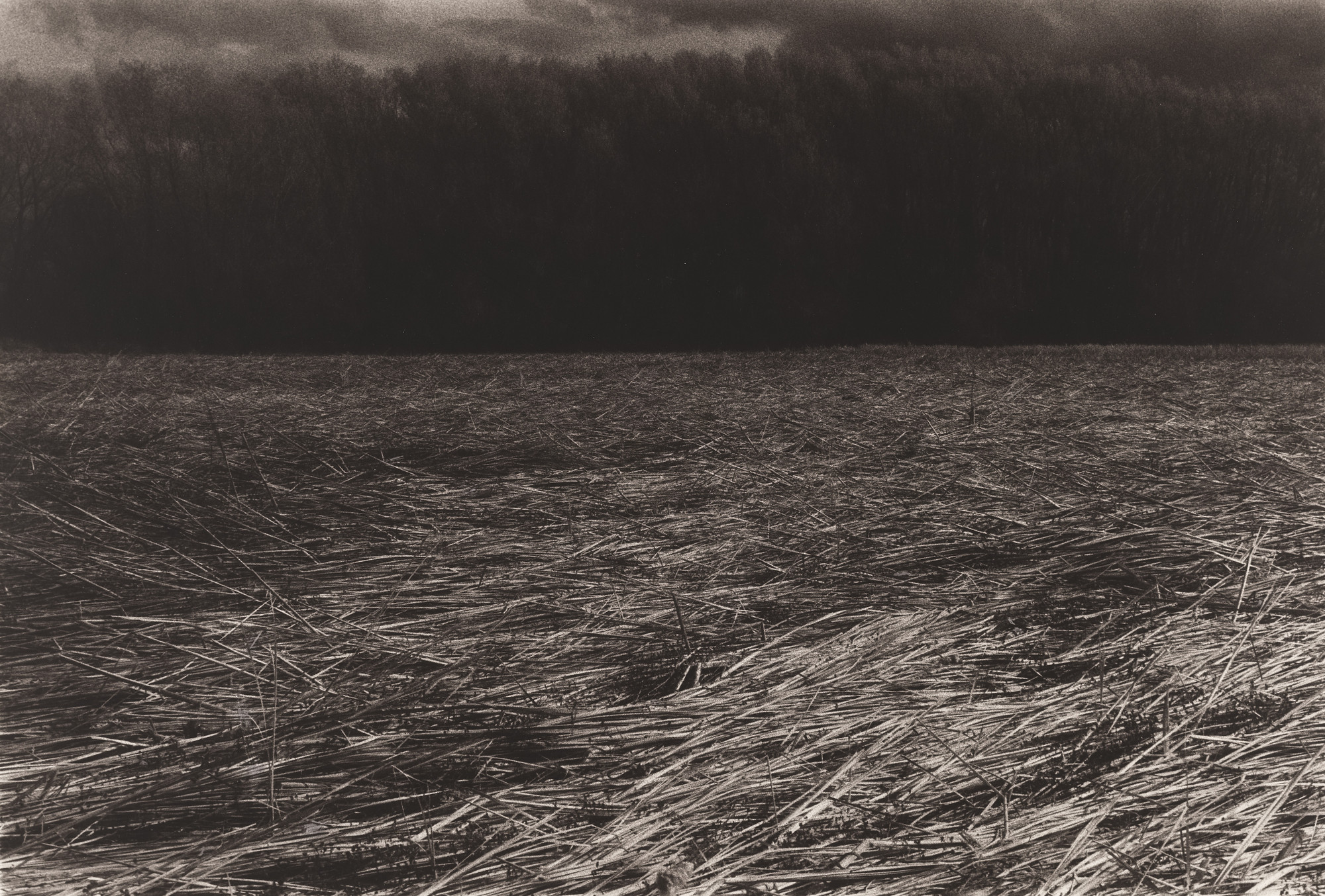 Stephen Livick. Untitled (#7509, Field and Woods). Fall, 1975 | MoMA