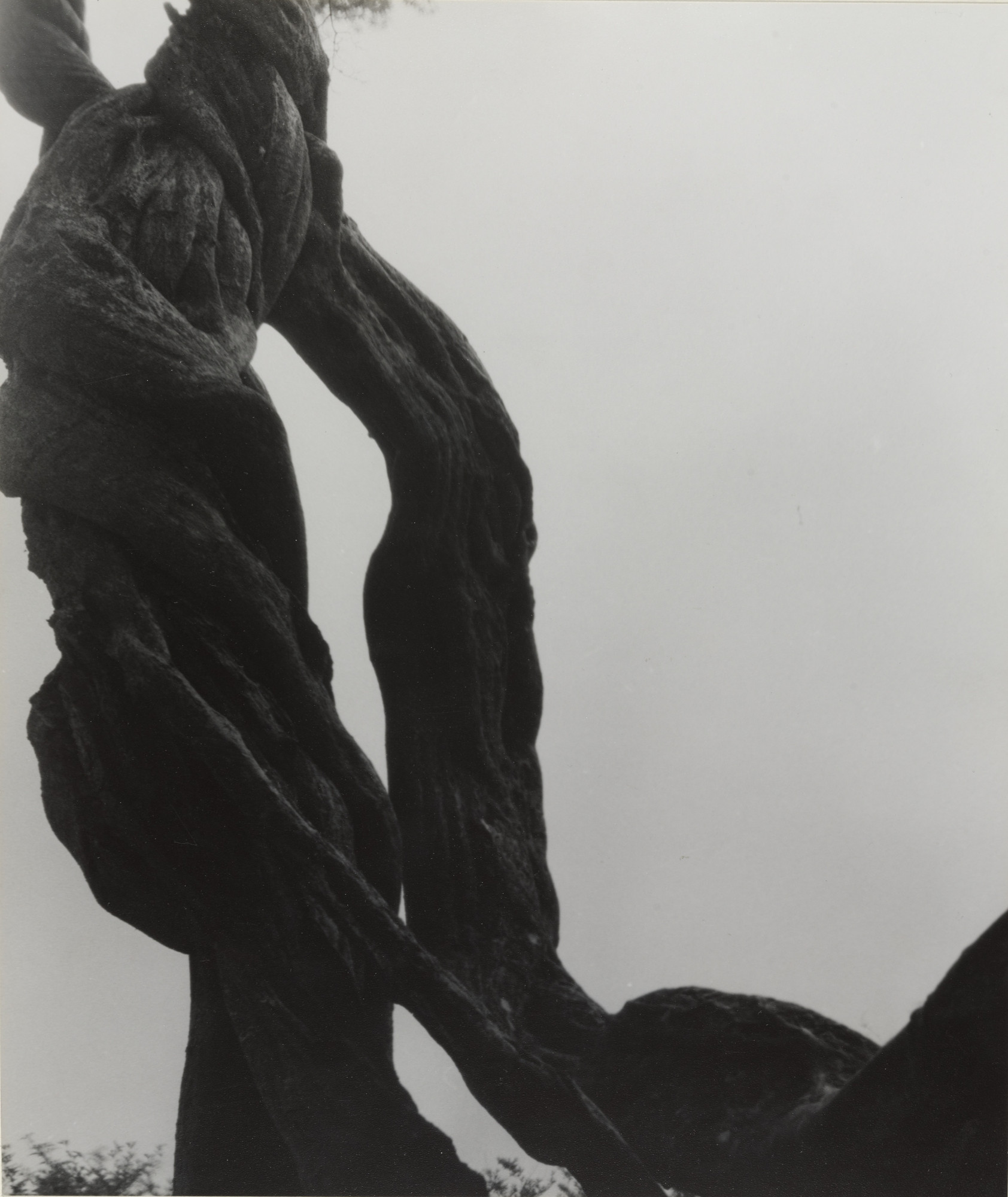 Tsune Sugimura. A Tree of Wisteria. c. 1950 | MoMA