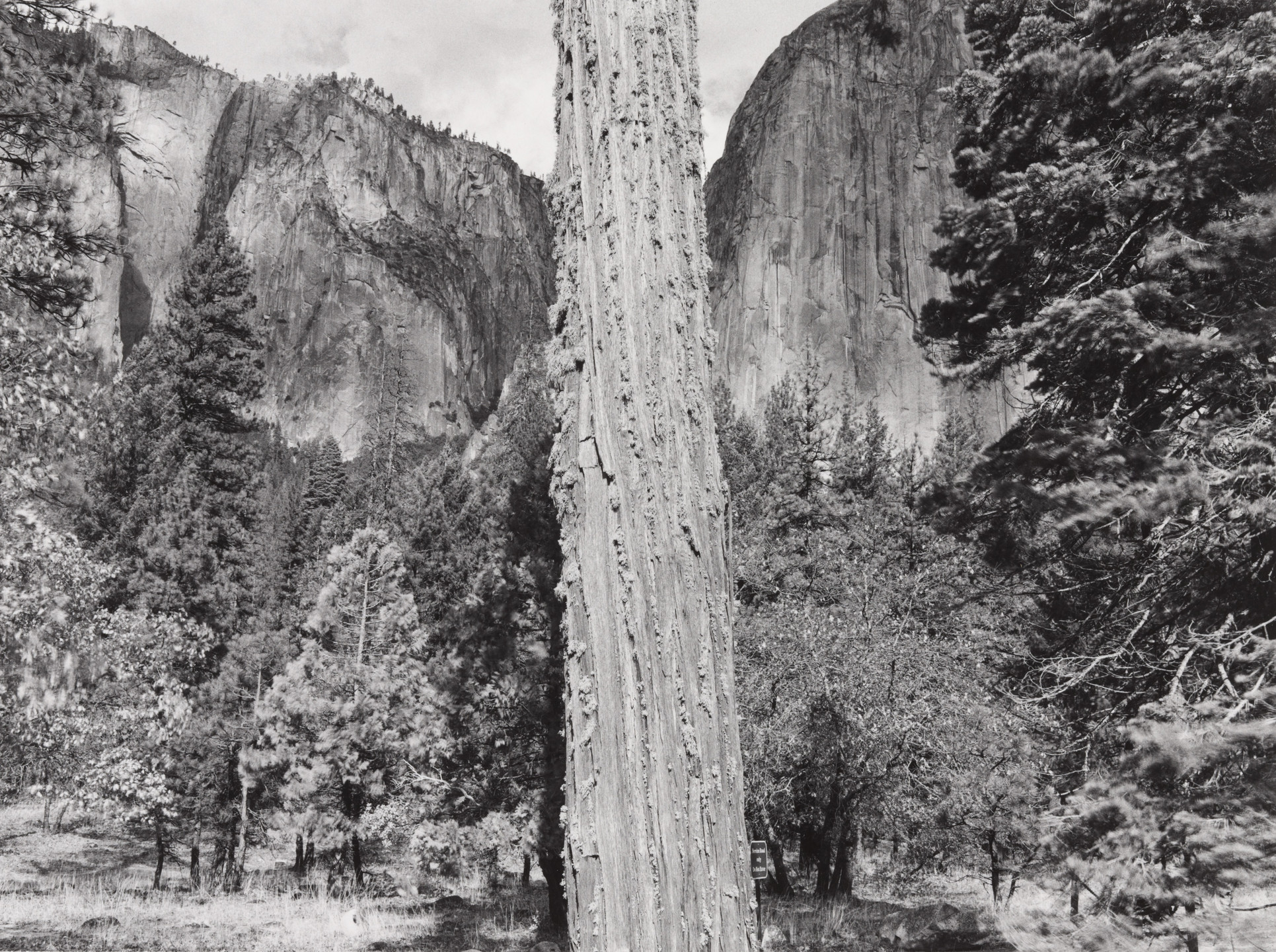 William Stephen Sutton. Tree, Yosemite National Park. 1979 | MoMA