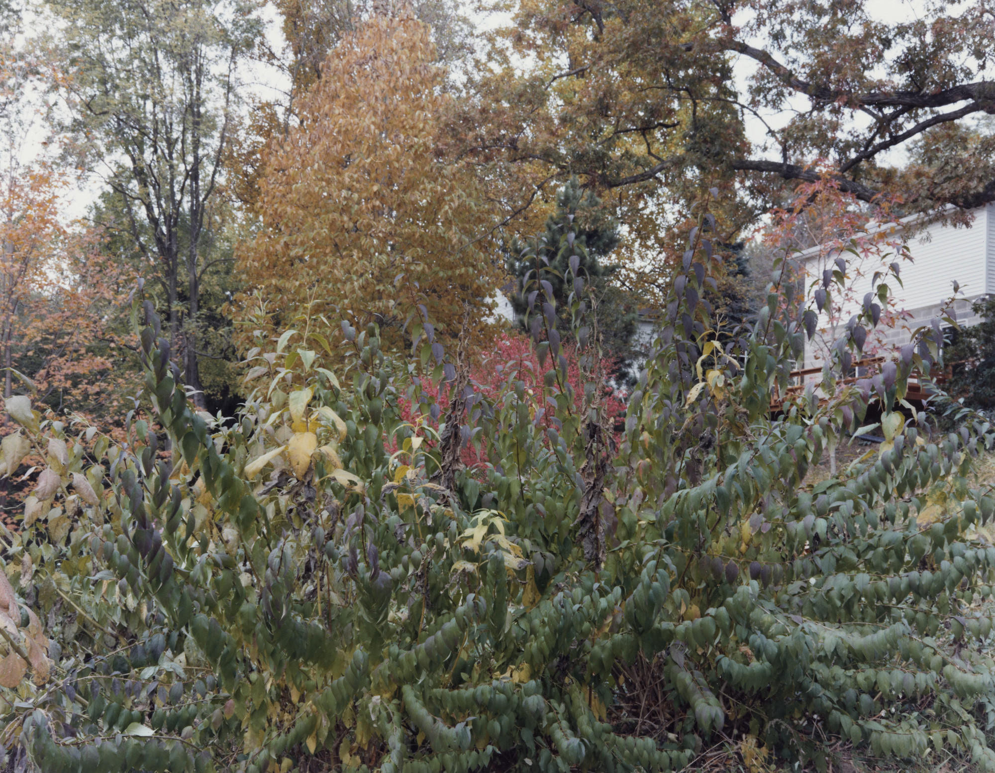 Jo Ann Walters. Autumn, Athens, Ohio. 1981 | MoMA