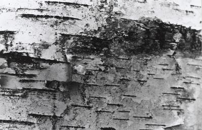 Alan Sonfist | MoMA