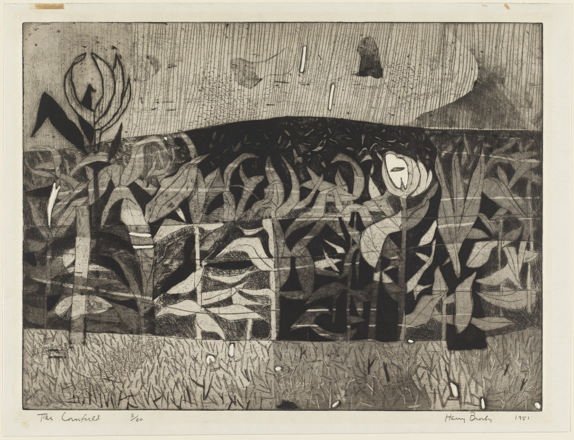 Harry Brorby. The Cornfield. 1951 | MoMA
