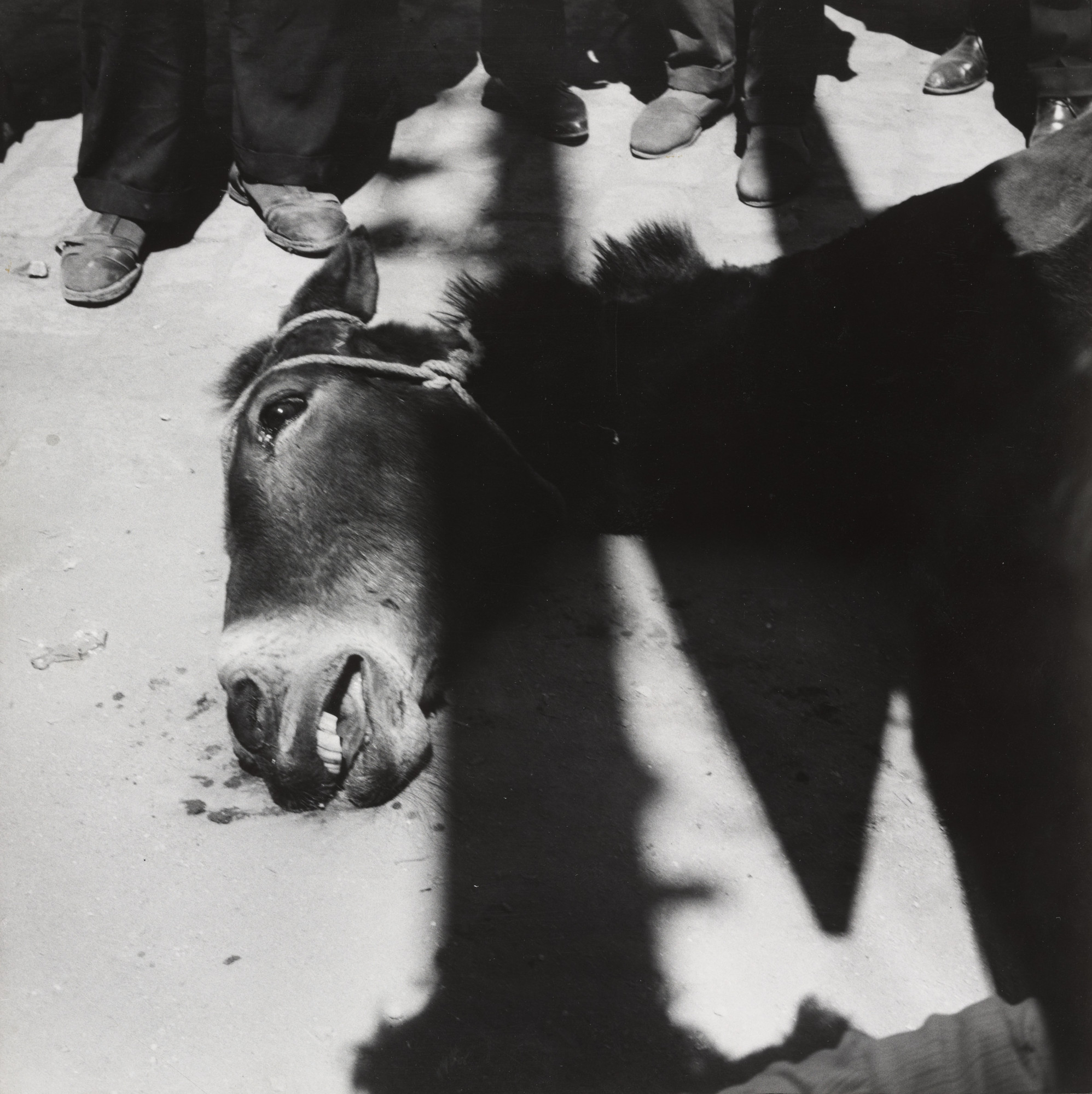Claudia Andujar. Dying Donkey at the Seville Fair. 1959 | MoMA