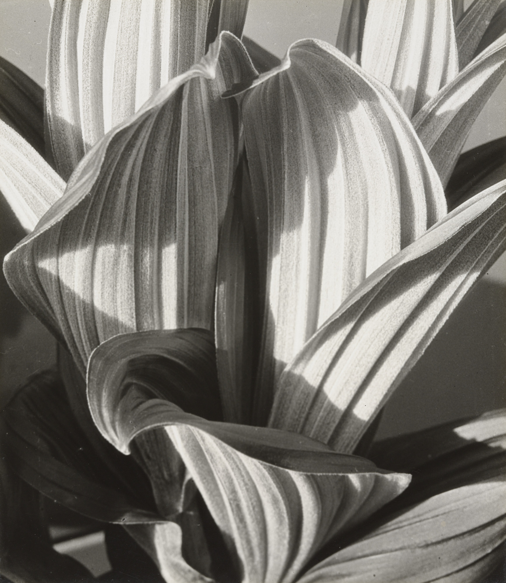 Imogen Cunningham. Glacial Lily. 1927 | MoMA