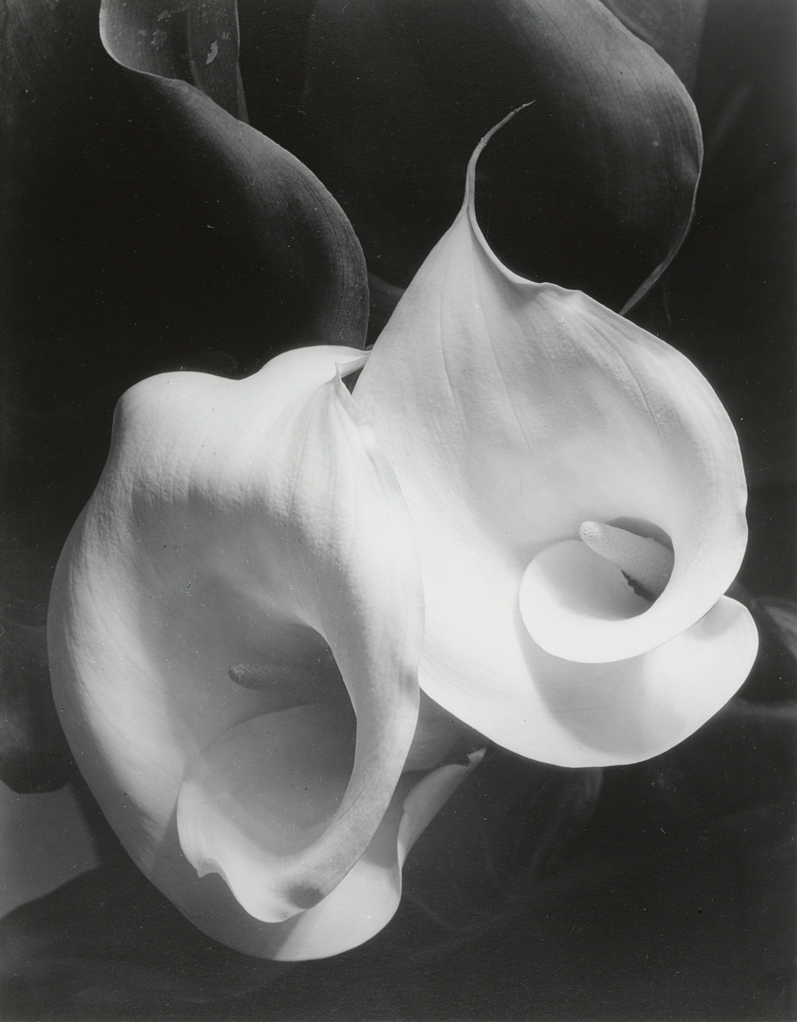Imogen Cunningham. Two Callas. 1929 | MoMA