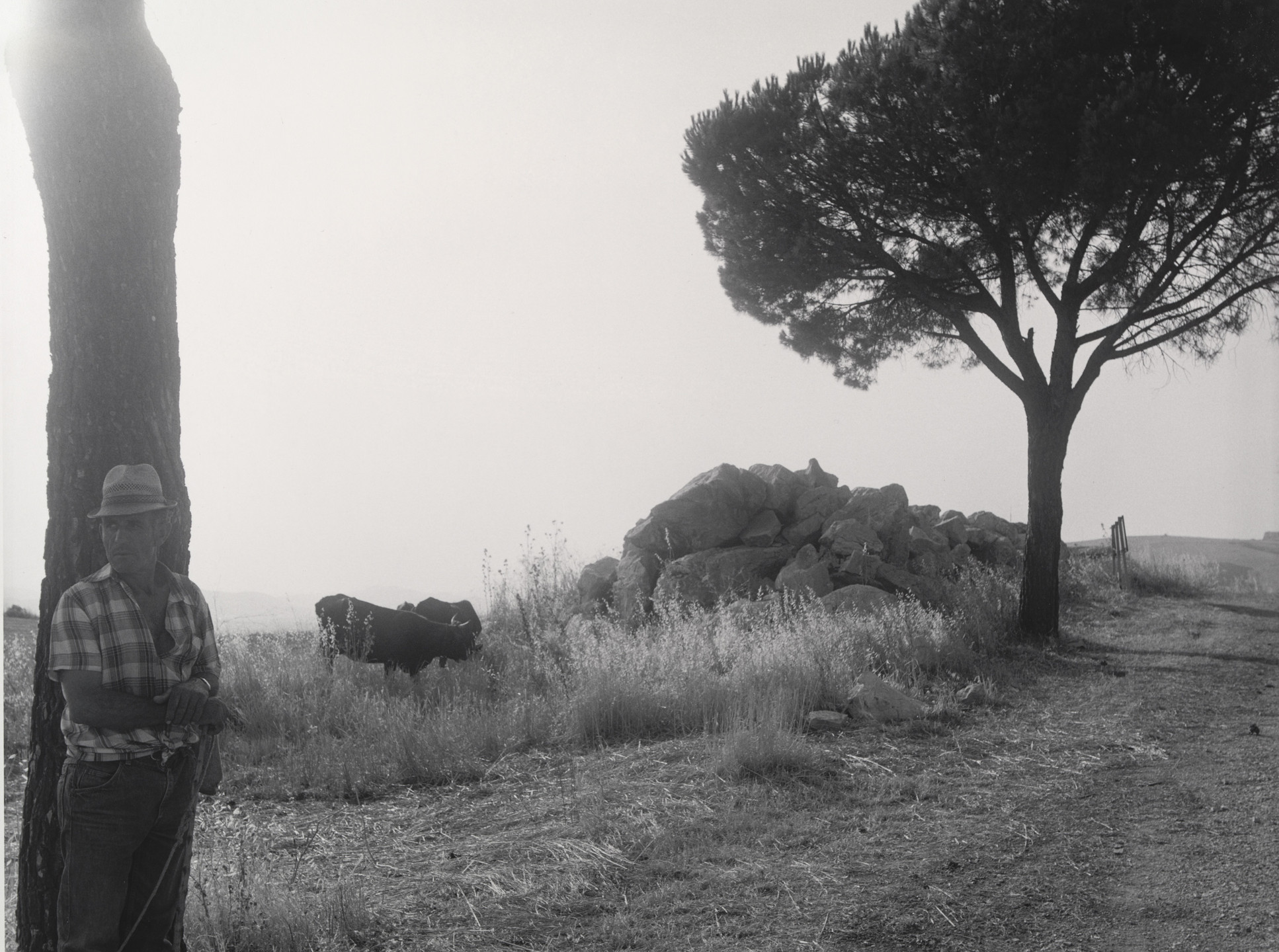 Thomas Roma. Cowherd near Road, Sicily. 1986 | MoMA