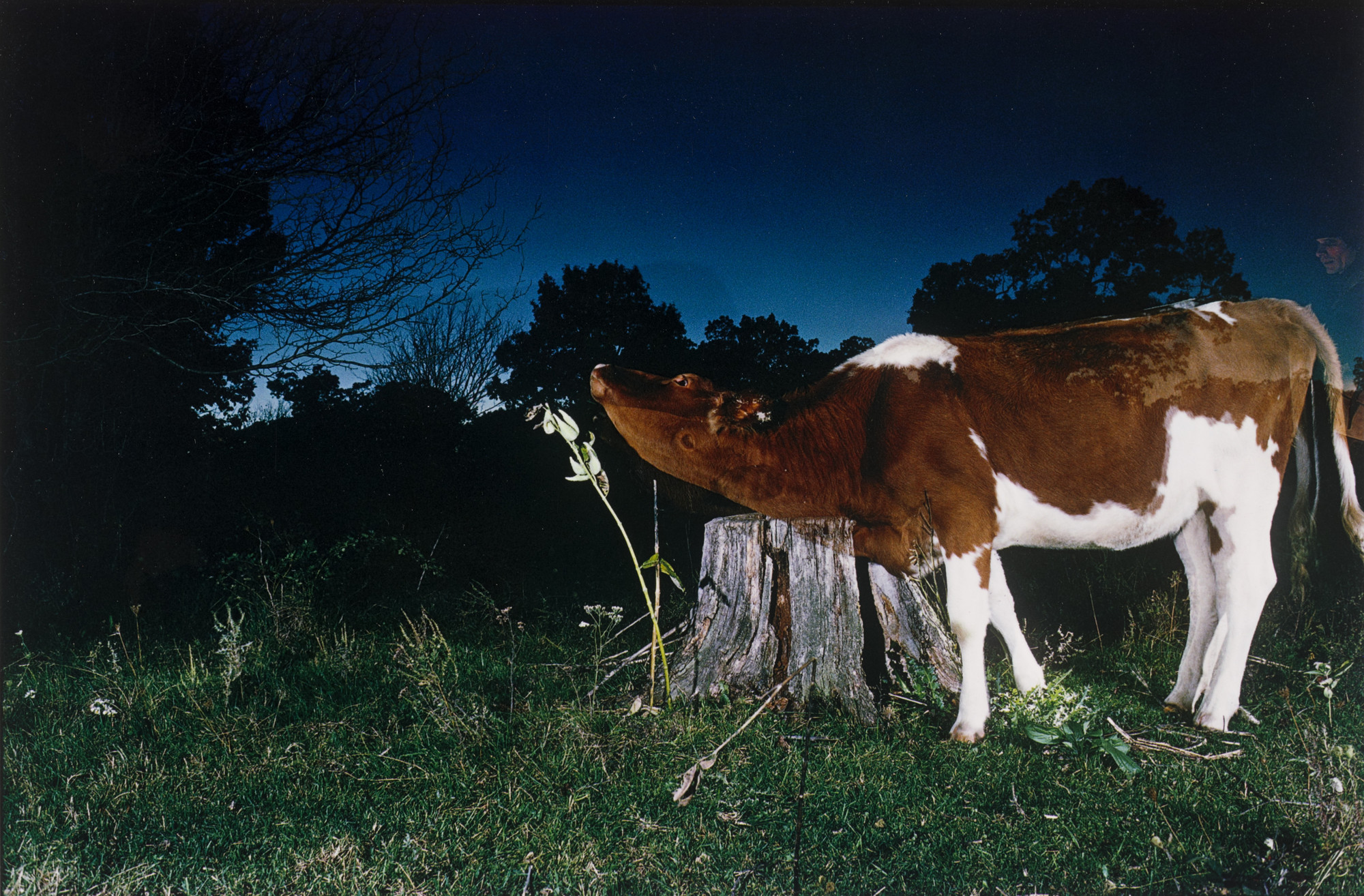 Larry Mcpherson. Cow, Thistle, and Stump. 1977 | MoMA