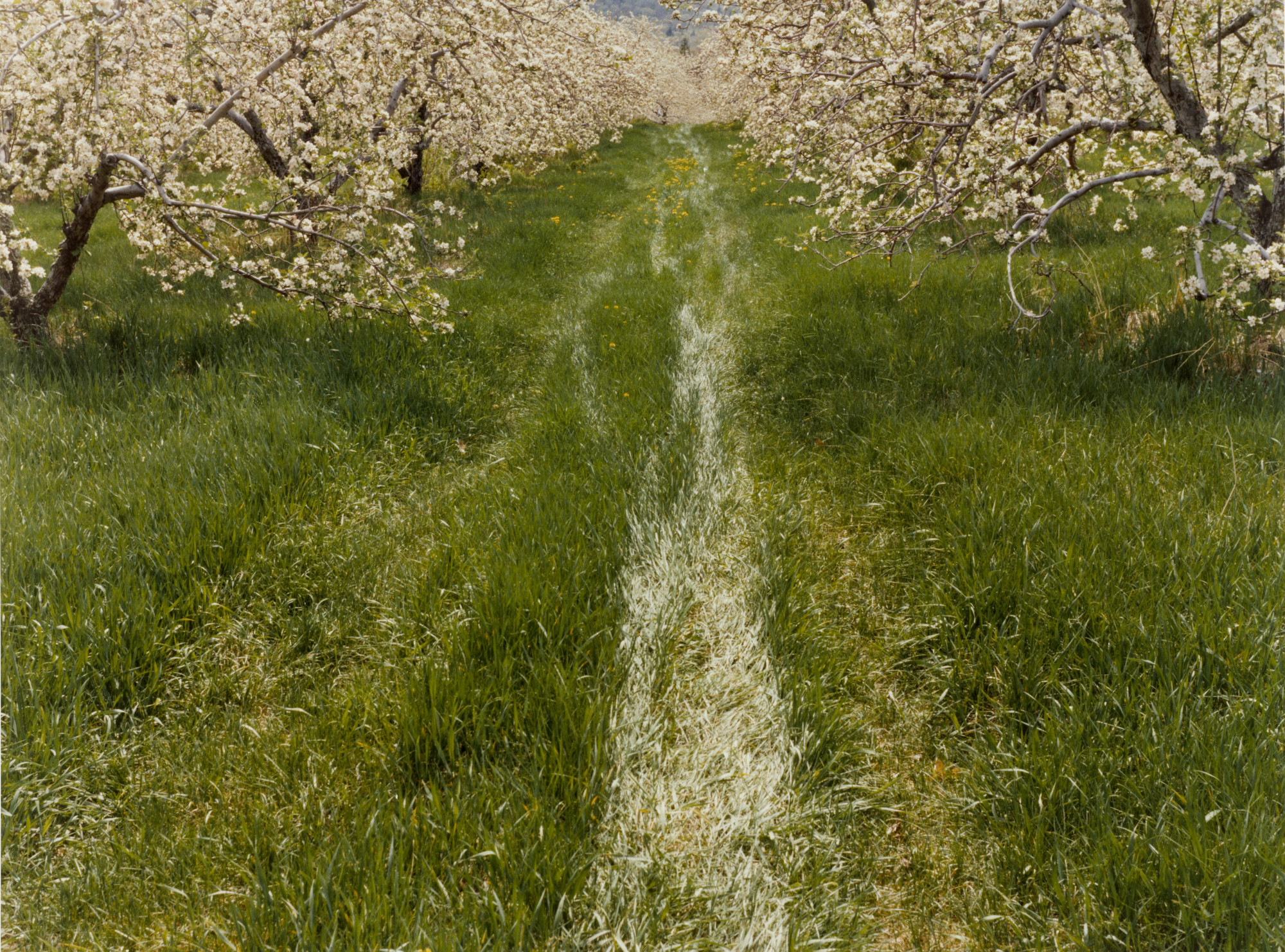 Jerome Liebling. Atkins Orchard, Amherst, Massachusetts. June, 1978 | MoMA