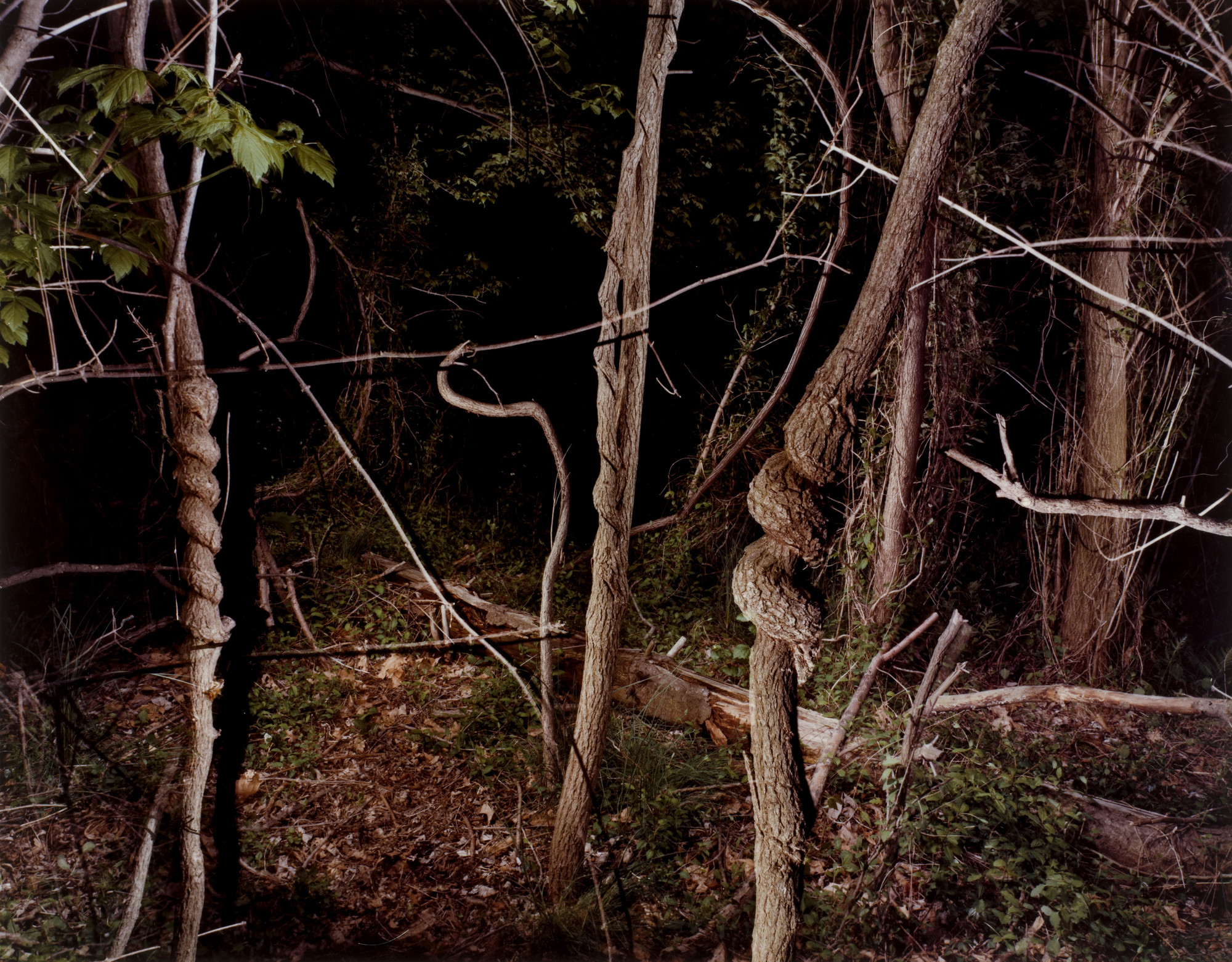 David Marshall Graham. Deep in the Woods. May 5, 1980 | MoMA
