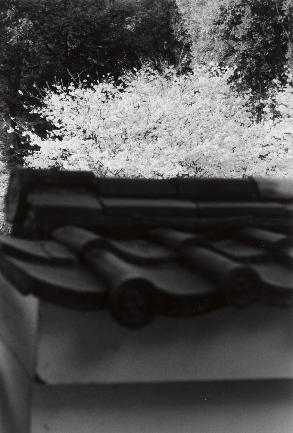 Tetsuya Ichimura. Cherry Blossoms, Kamakura. 1968 | MoMA