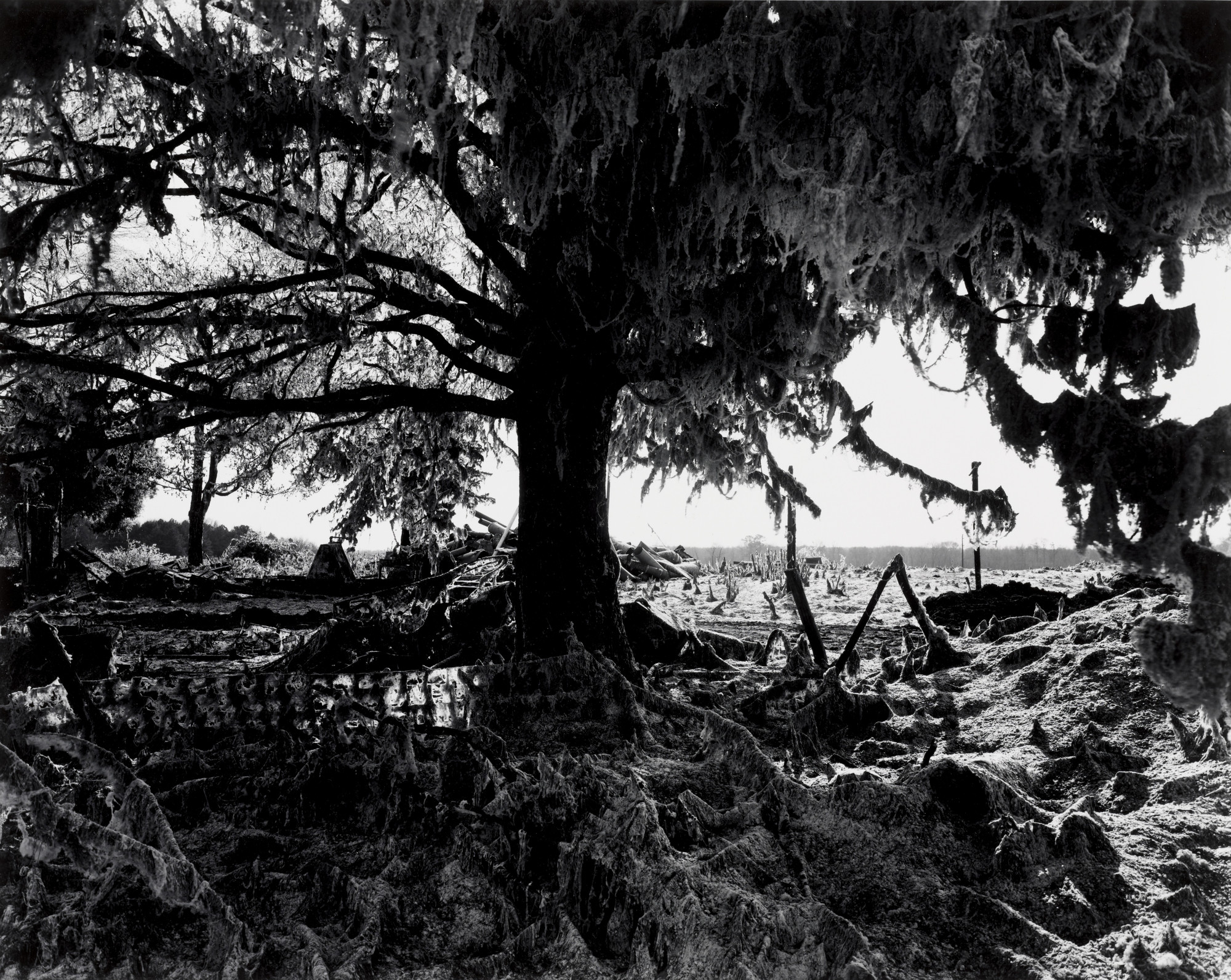 John McWilliams | MoMA