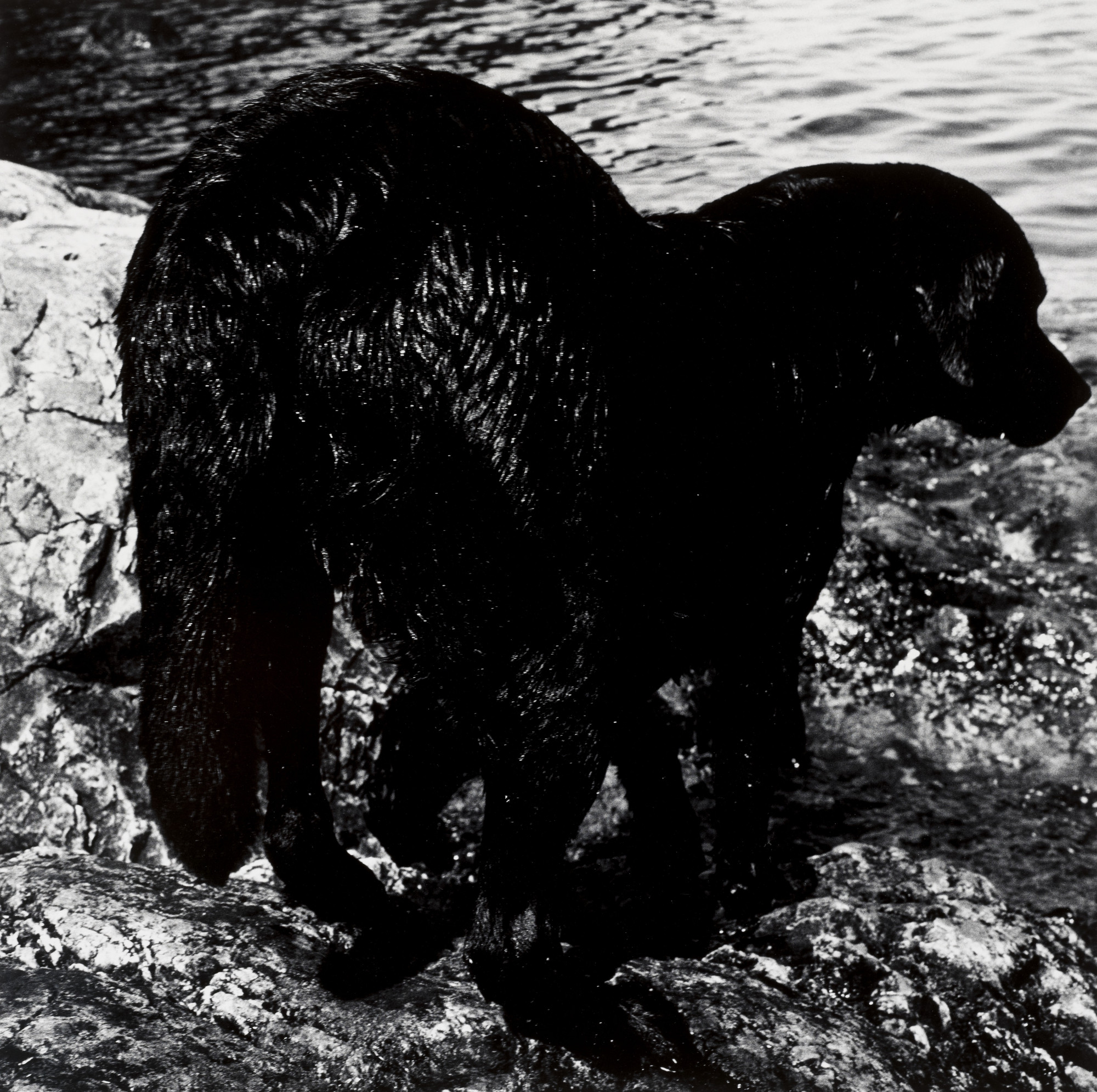 Per Maning. Leo. 1986 | MoMA