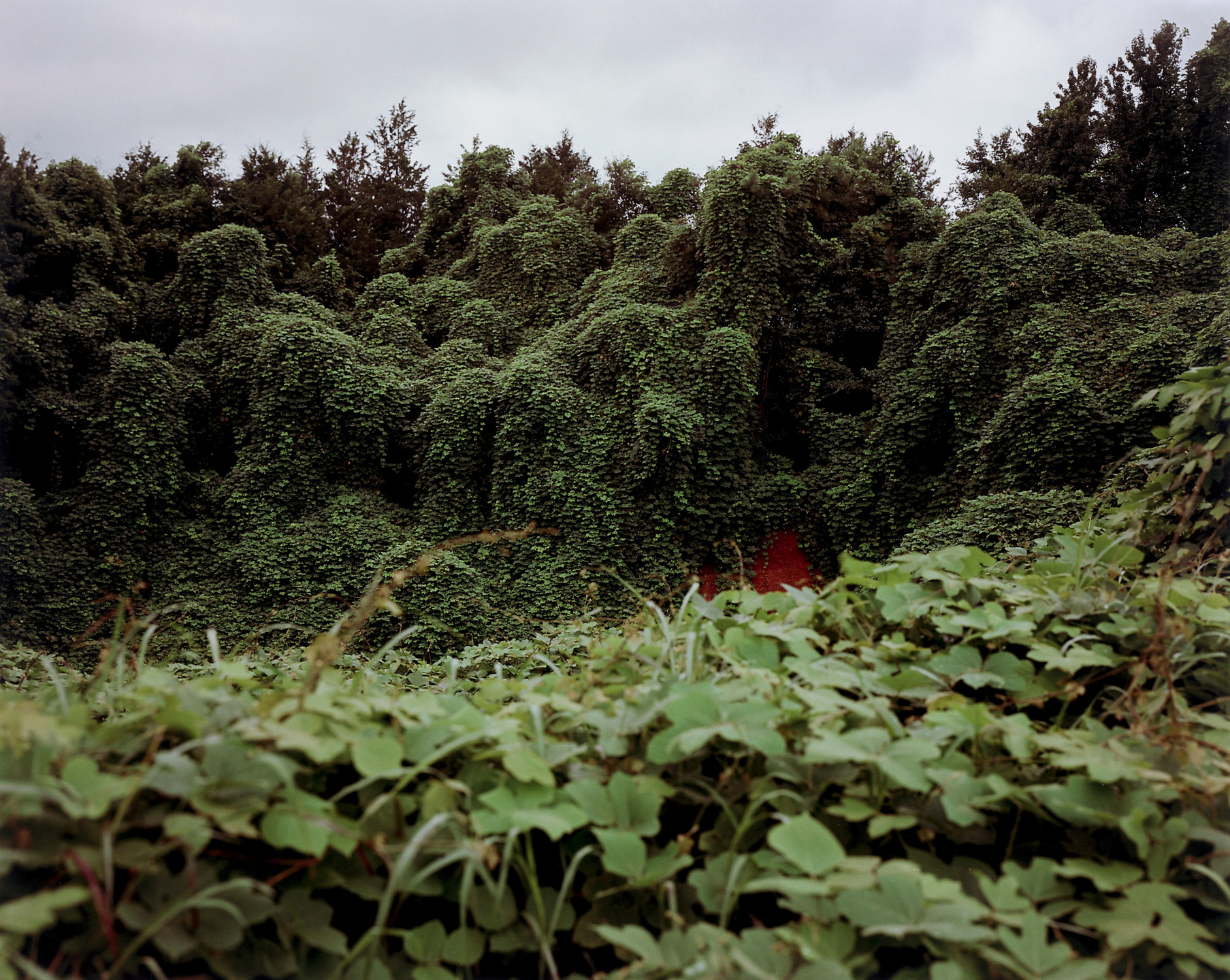 William Christenberry. Kudzu with Red Soil Bank (Summer), near Akron ...