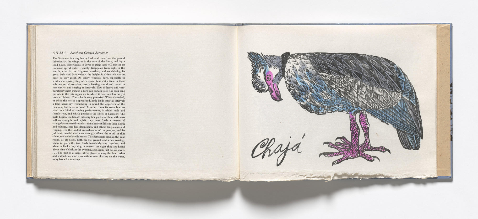 Antonio Frasconi. Chaja, Southern Crested Screamer (plate, folio 25 ...