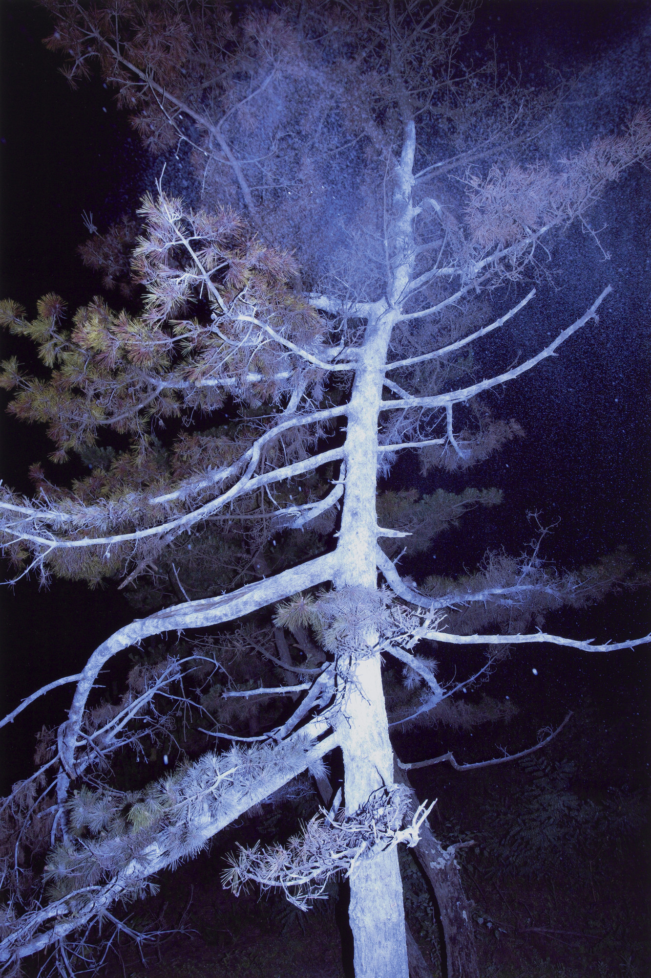 Lieko Shiga. rasen kaigan 36 from the series Rasen Kaigan. 2010 | MoMA