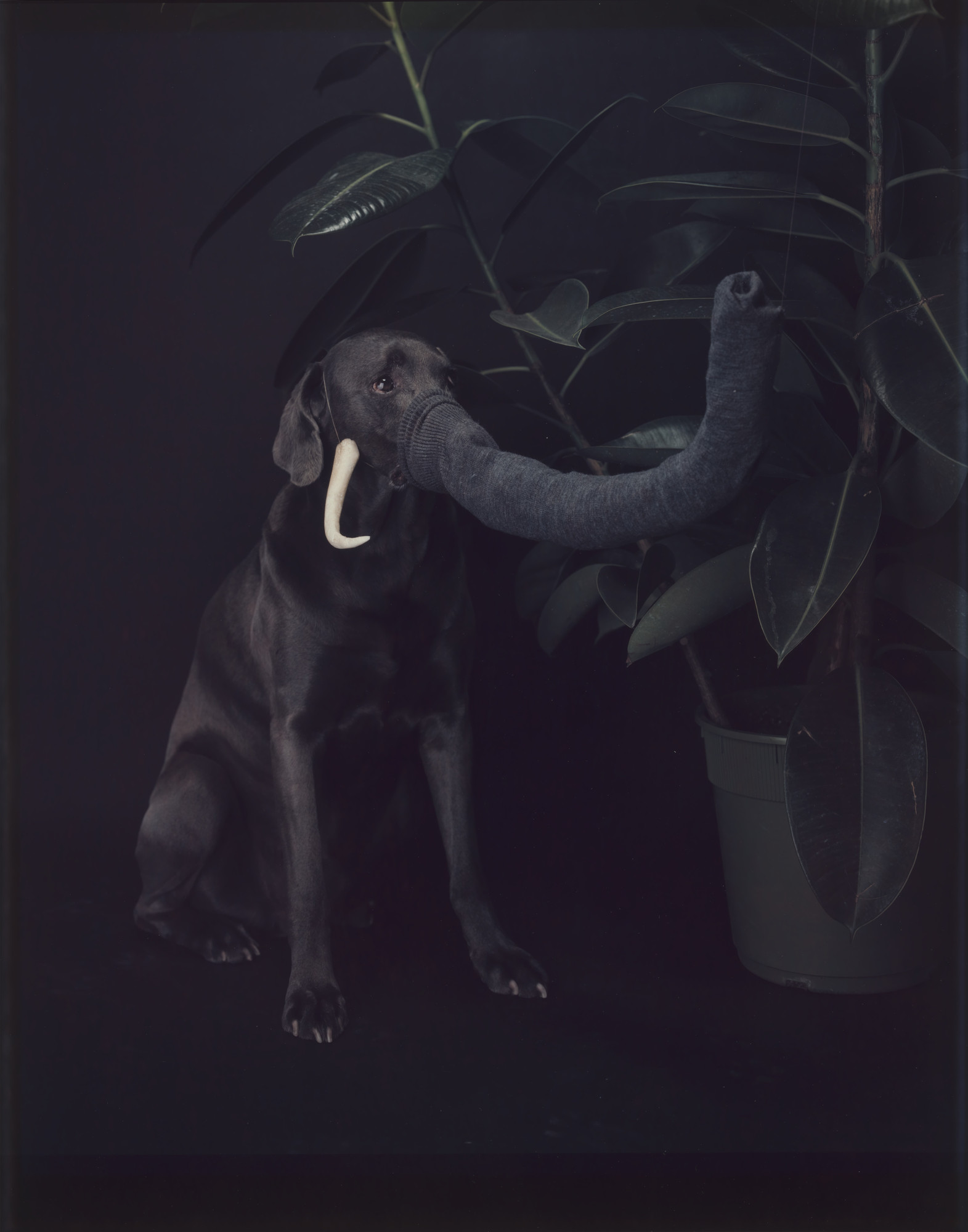 William Wegman. Elephant II. 1981 | MoMA