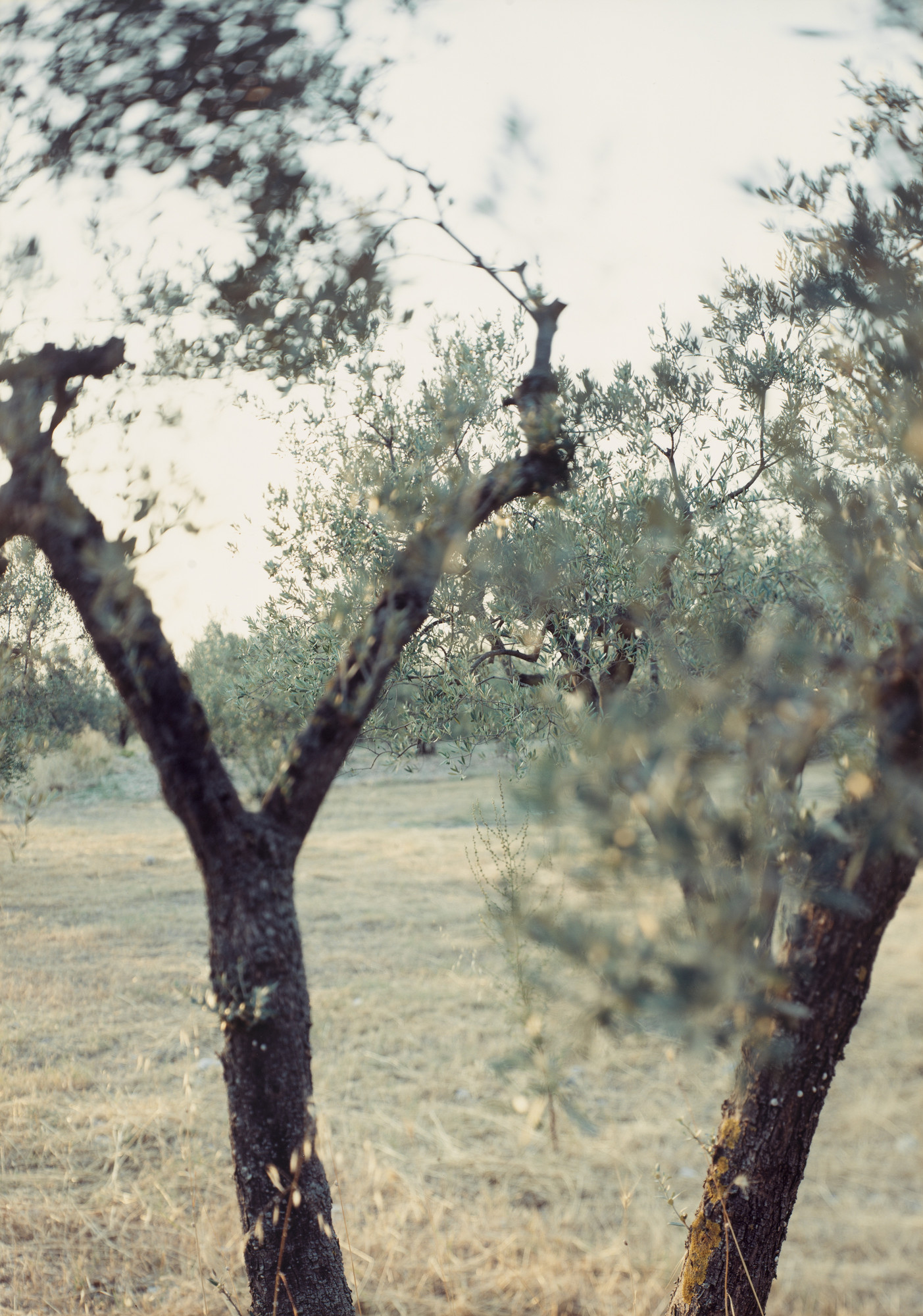 JoAnn Verburg. Olive Trees after the Heat. 1998 | MoMA