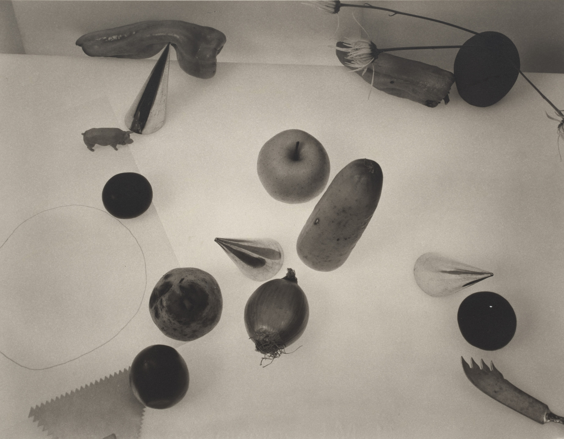 Jan Groover. Untitled. 1983 | MoMA