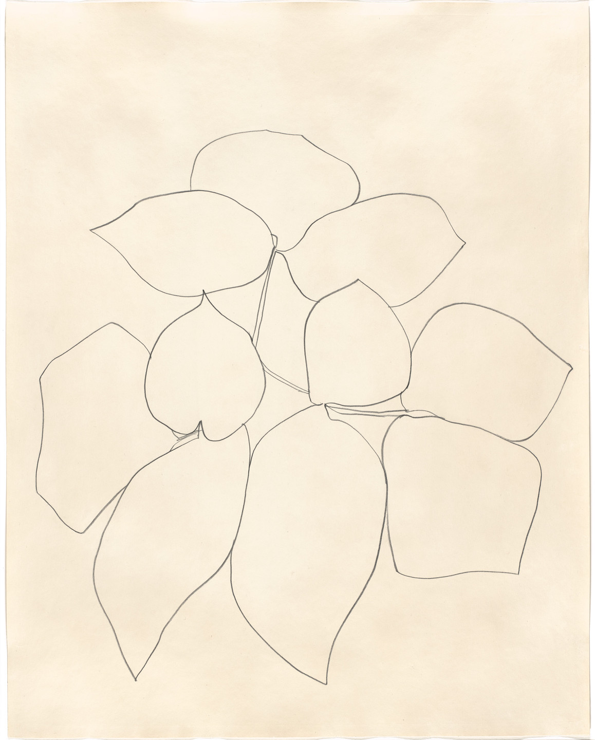 Ellsworth Kelly. Woodland Plant, Lake George. 1964 | MoMA