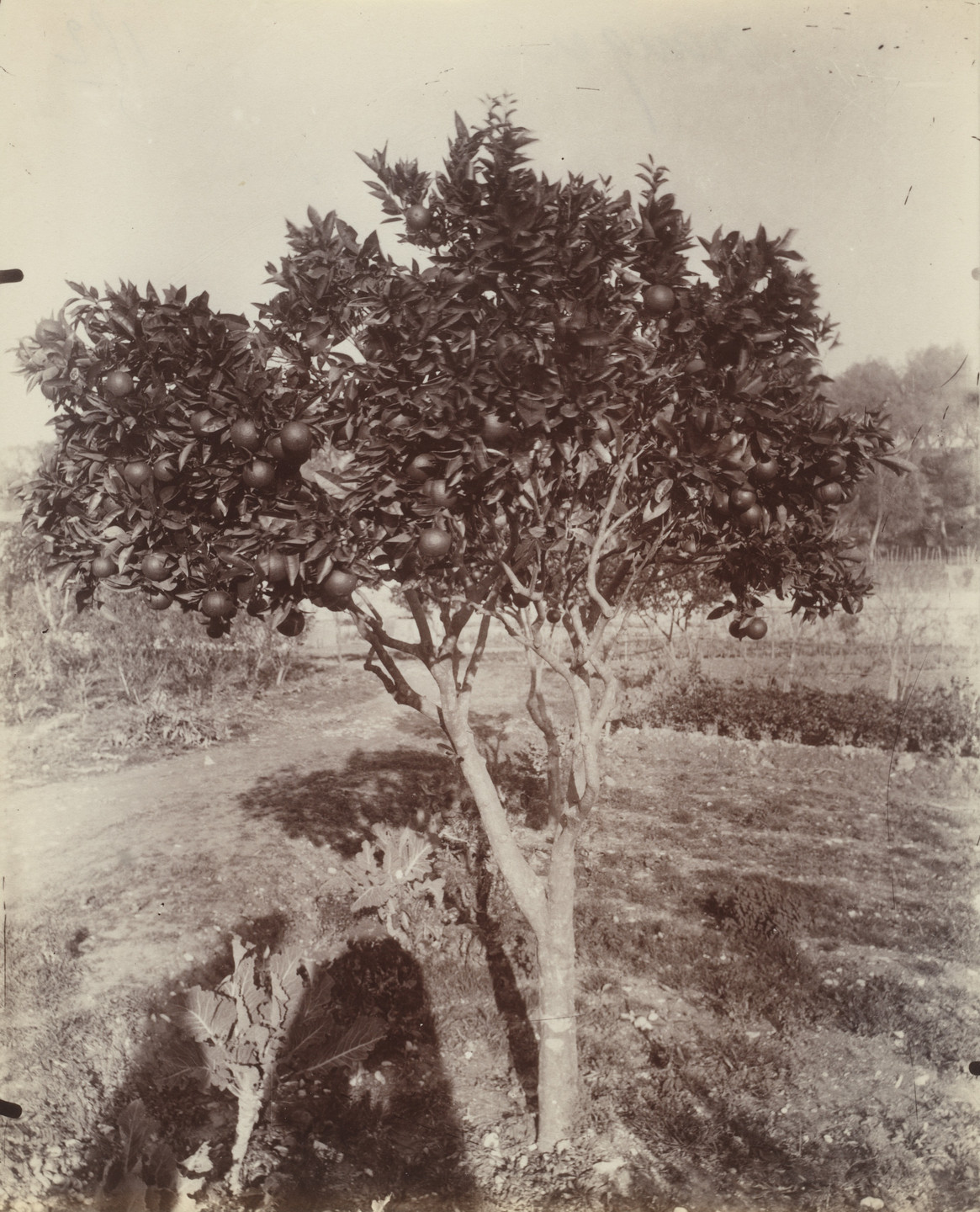 Eugène Atget. Orange Tree. Before 1900 | MoMA