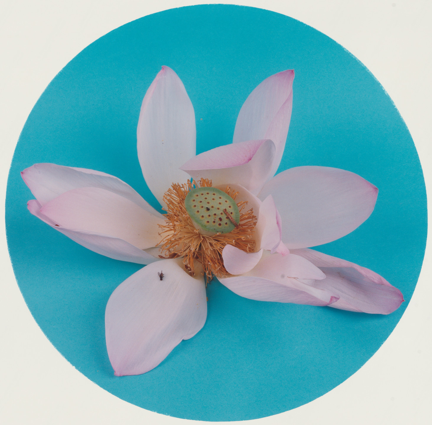 Hong Lei. Dynasty Painting Lotus from the Water. 1998 | MoMA