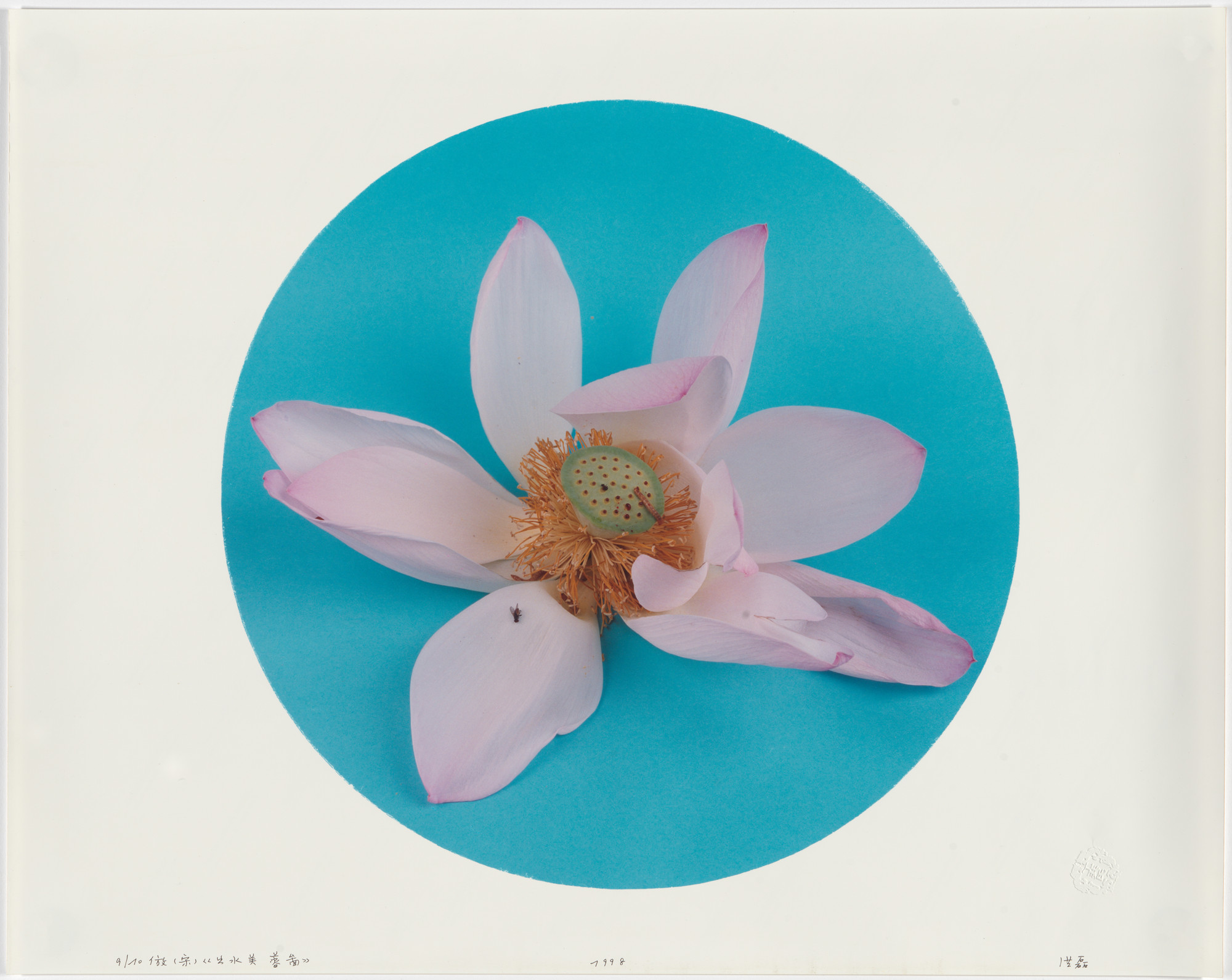 Hong Lei. Dynasty Painting Lotus from the Water. 1998 | MoMA